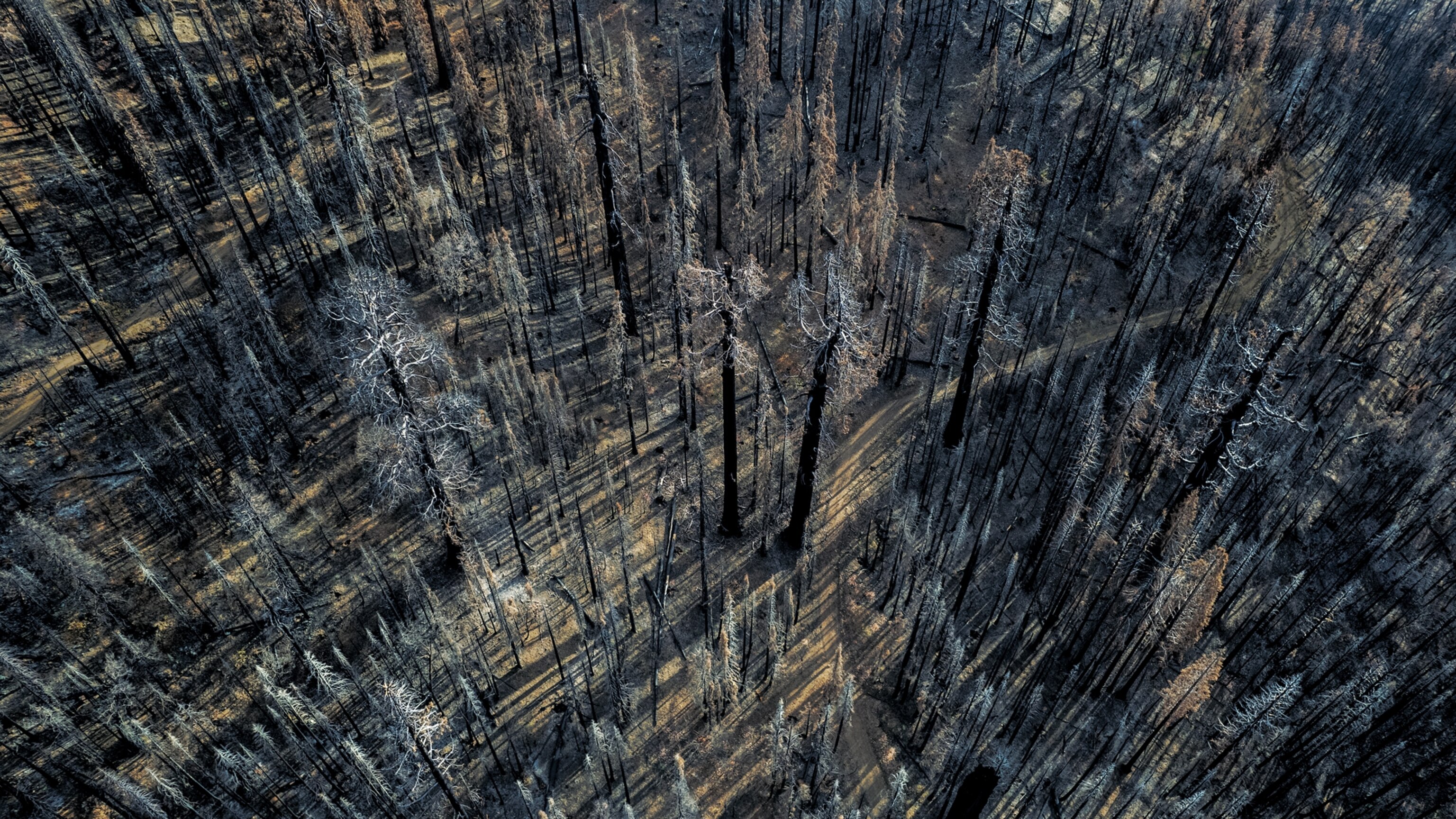Forests are reeling from climate change—but the future isn’t lost