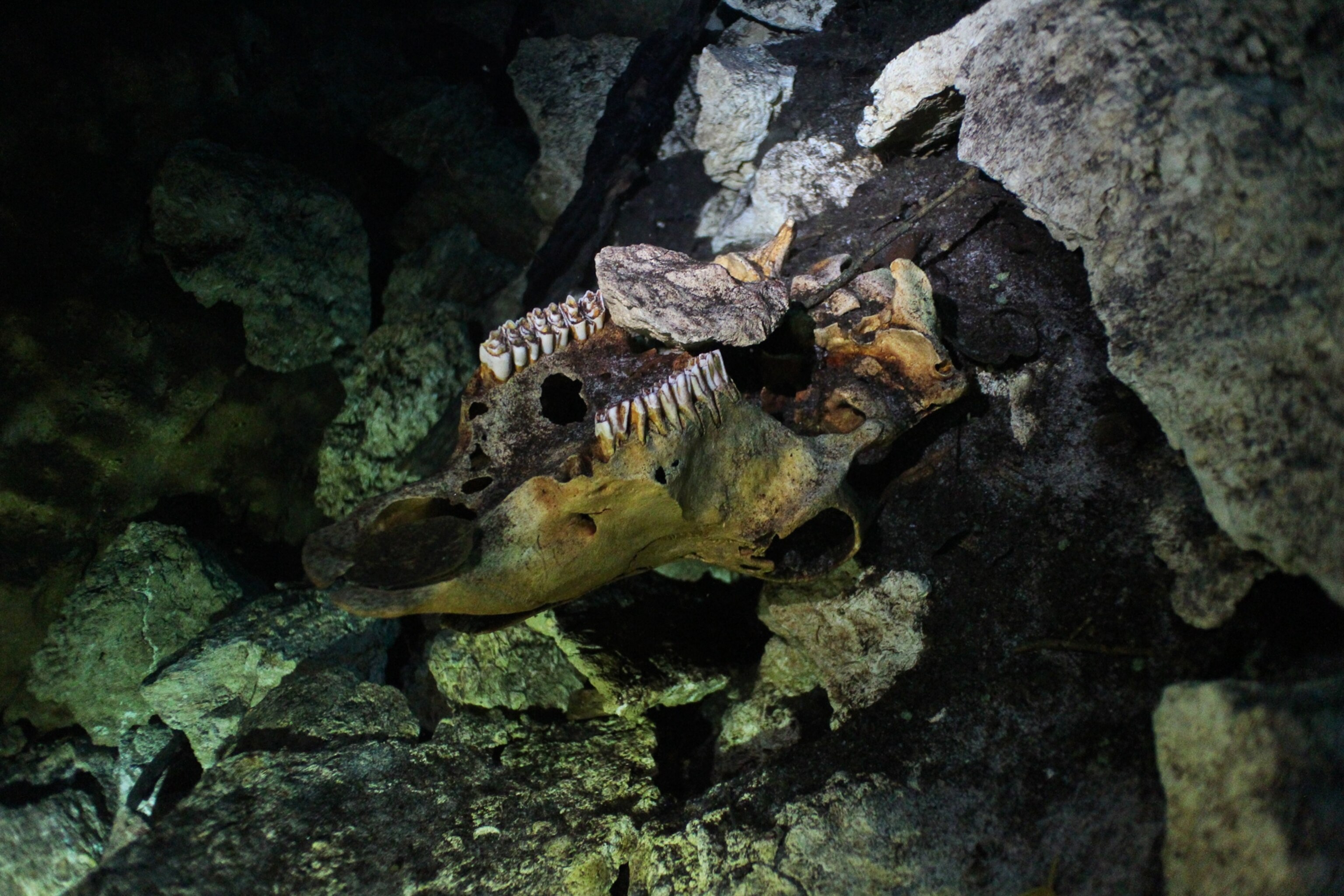 "Haunted" Maya Underwater Cave Holds Human Bones