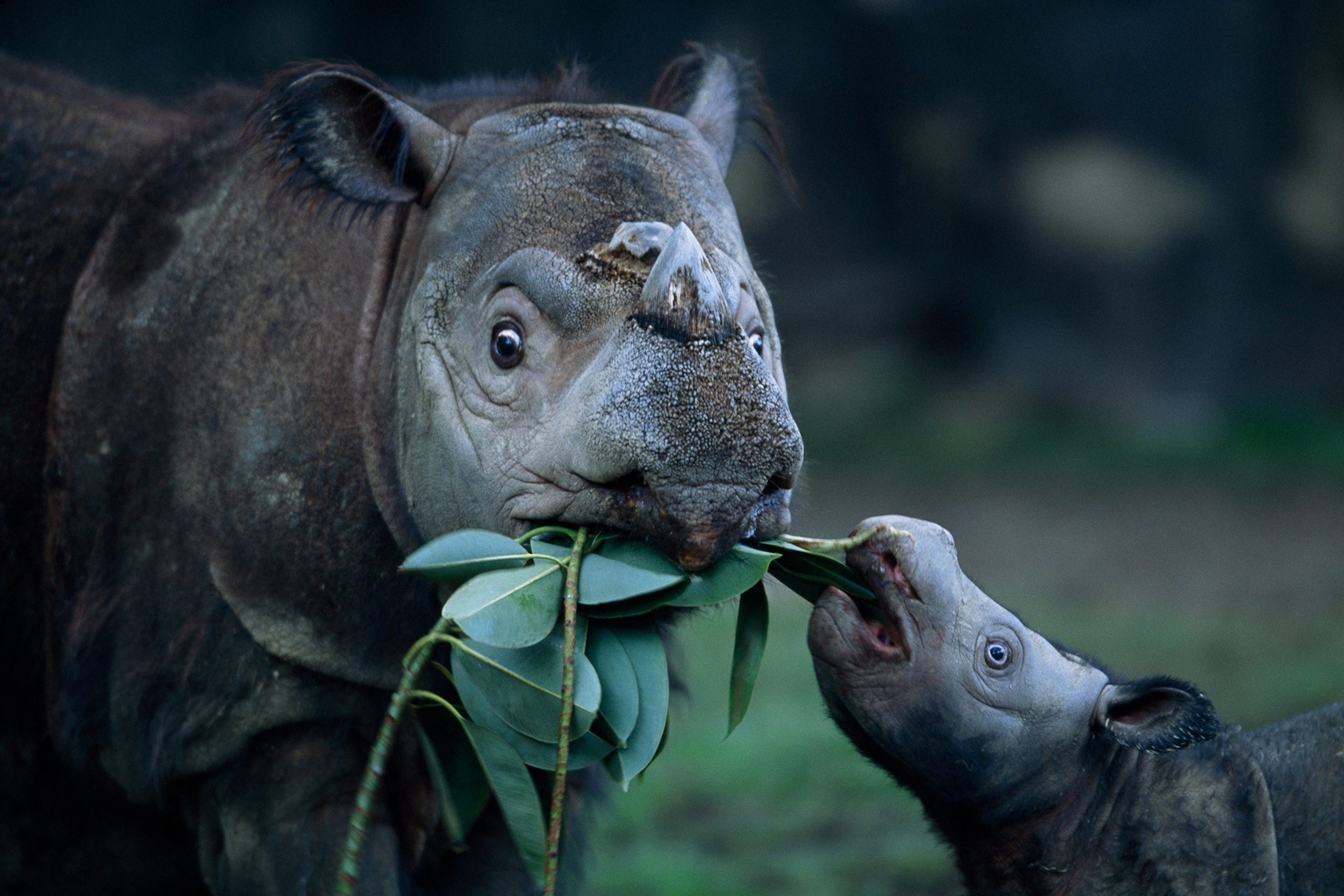 Touching photos of animal mothers and babies