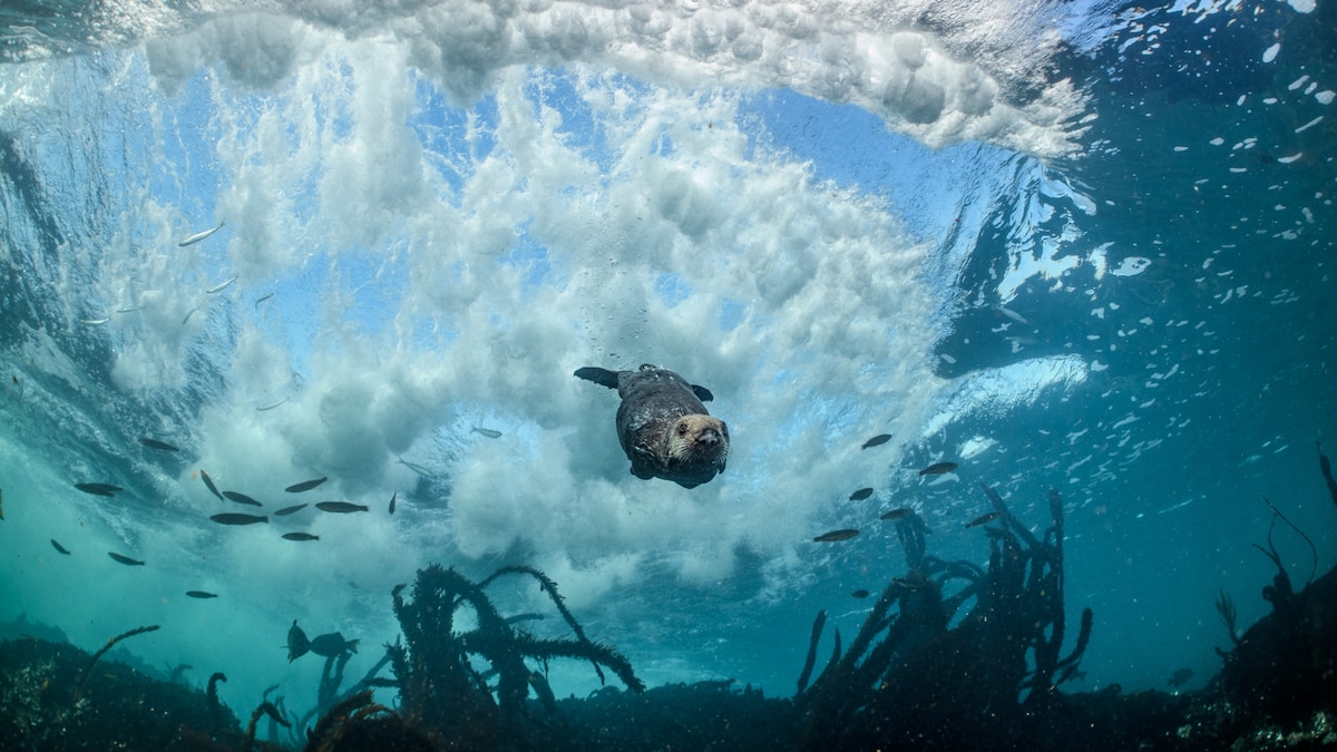 Sea otters are rebounding from near extinction. Not everyone is happy ...