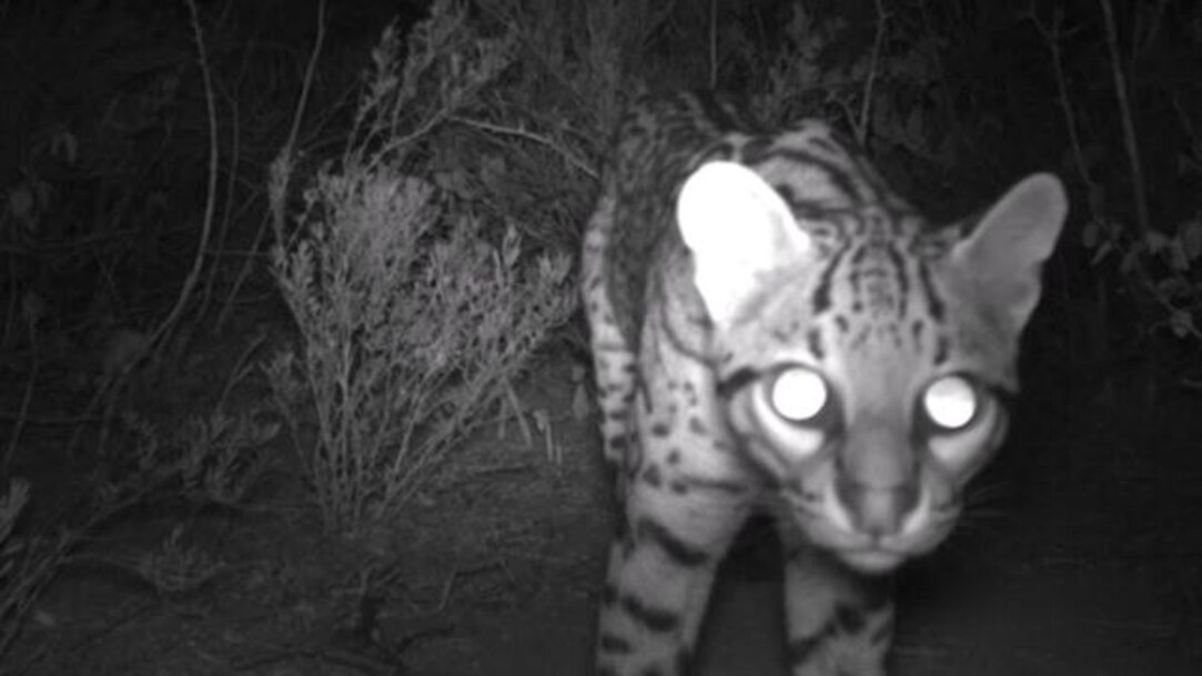 Black And White Ocelot