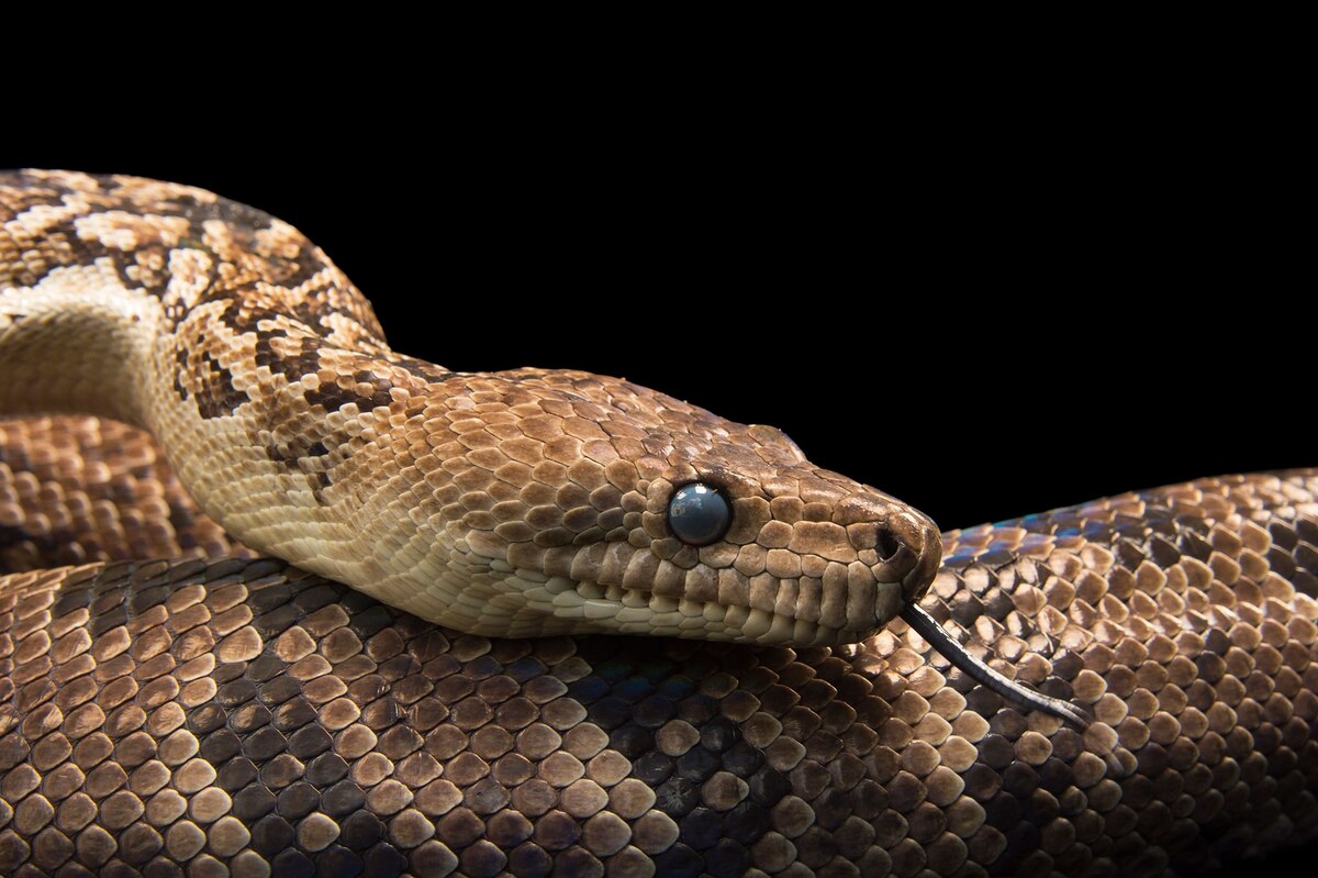 Snakes Gang Up to Hunt Prey—a First