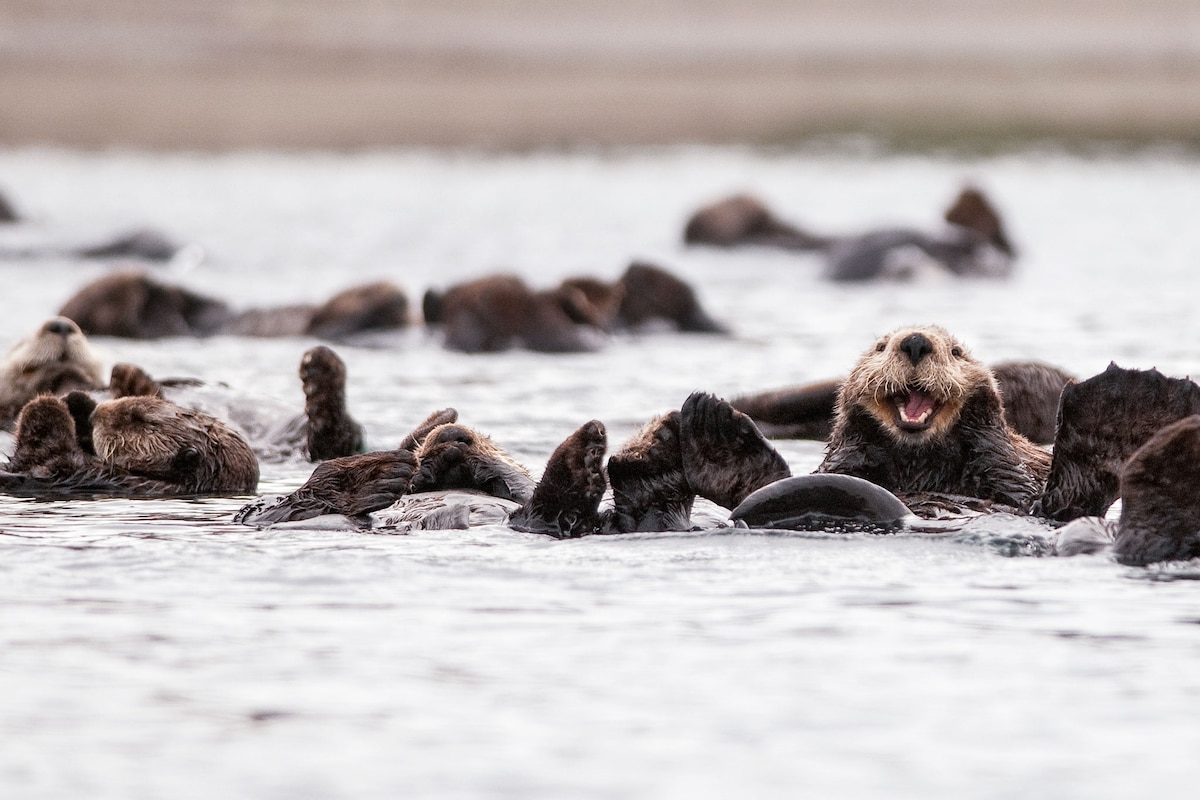 Mysterious Great White Shark Attacks on Sea Otters Surge