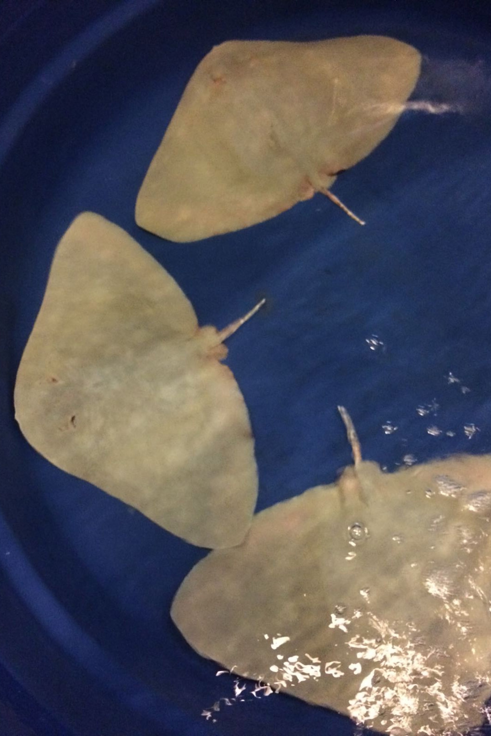 First spiny butterfly rays born in captivity meet the public