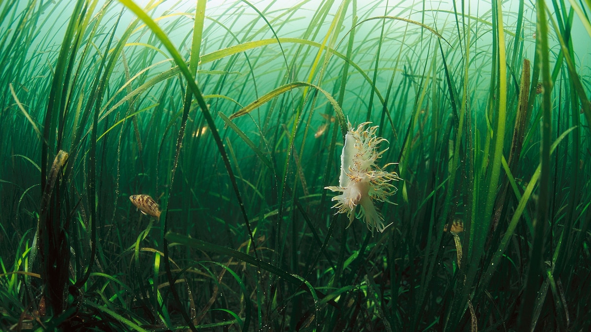 Ocean heat waves are killing underwater life, threatening biodiversity ...