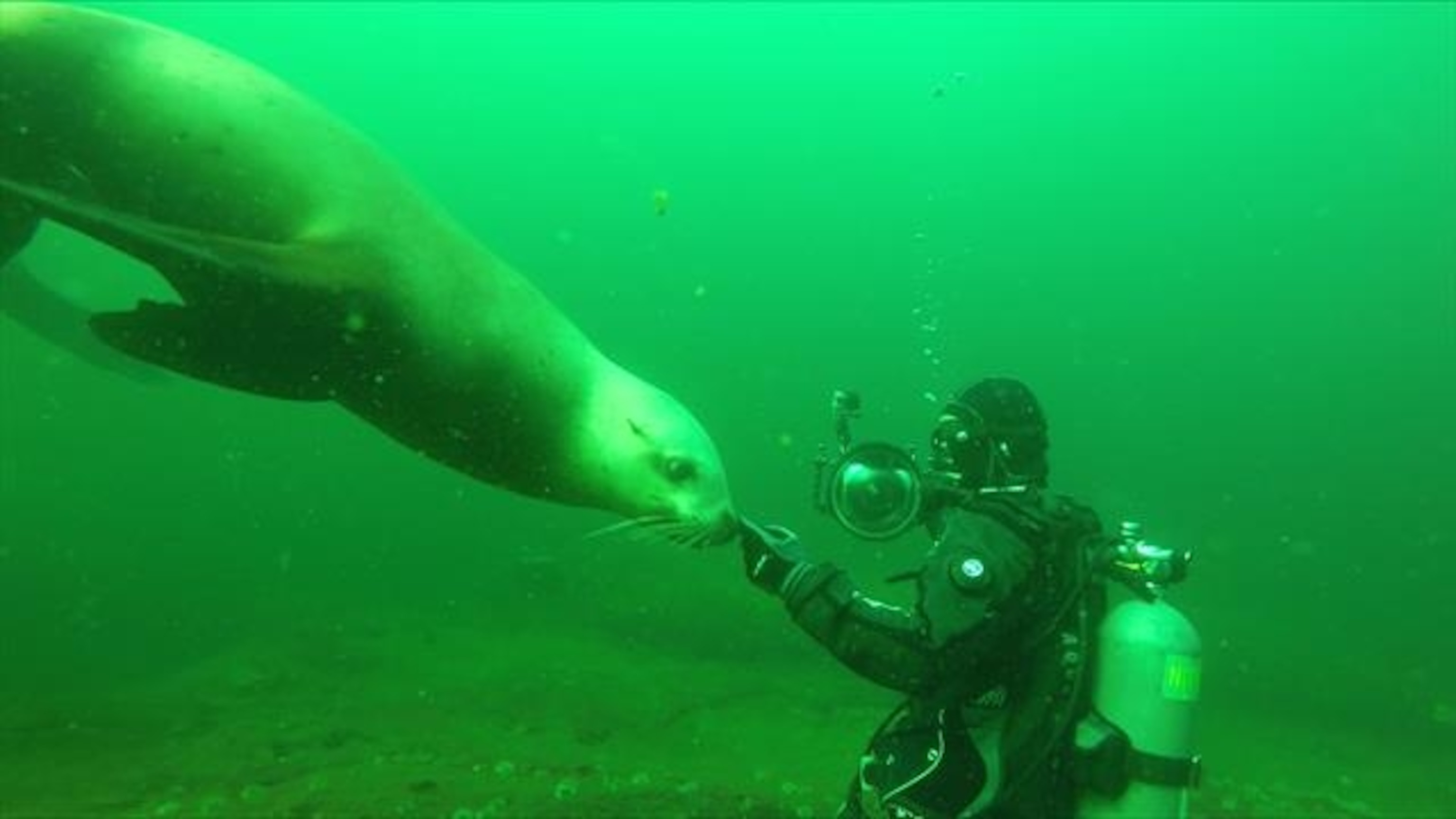 Sea Lion Diving
