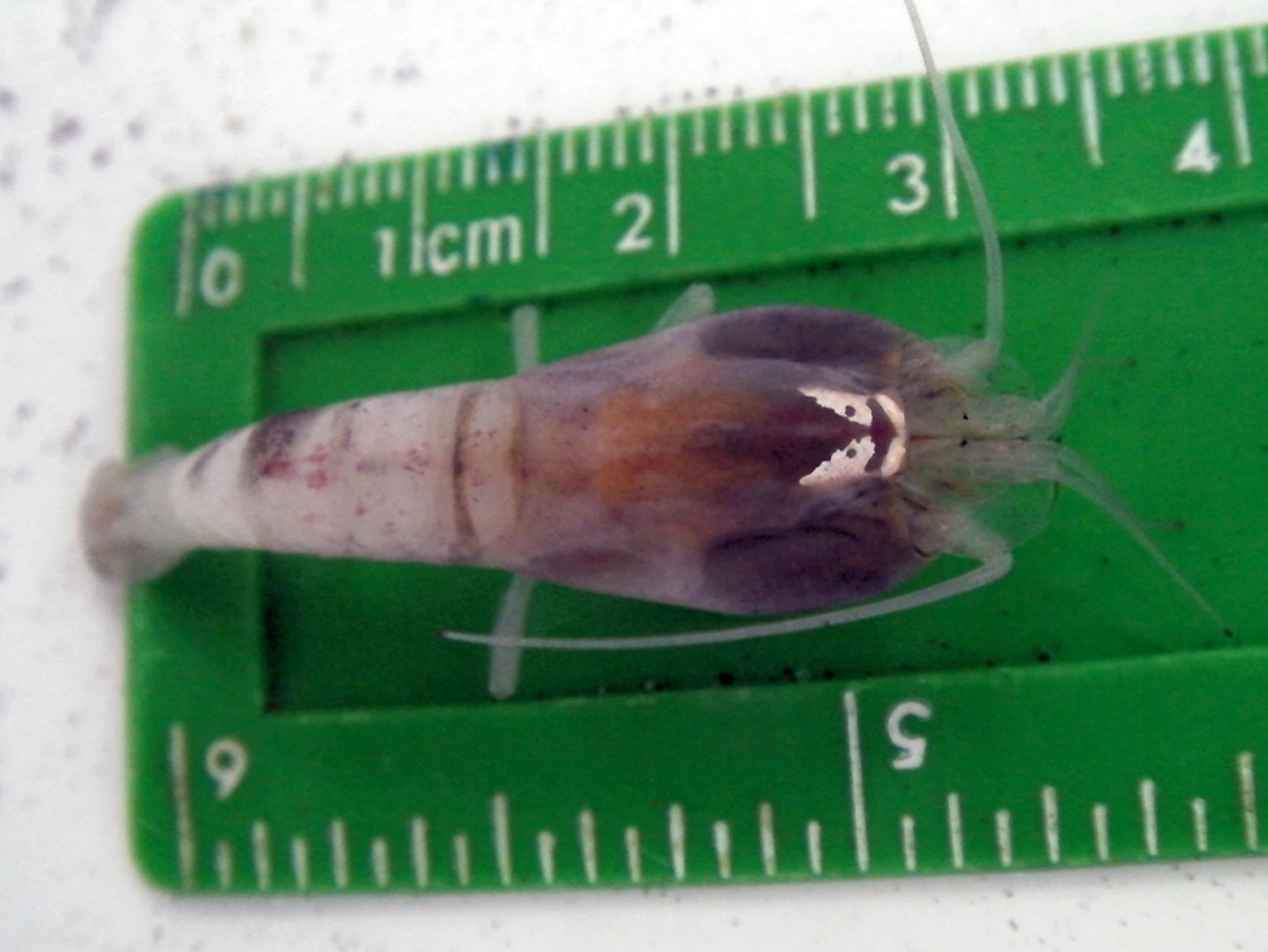 Pictures: Deepest Ocean Vents Swarm With Heat-Vision Shrimp?