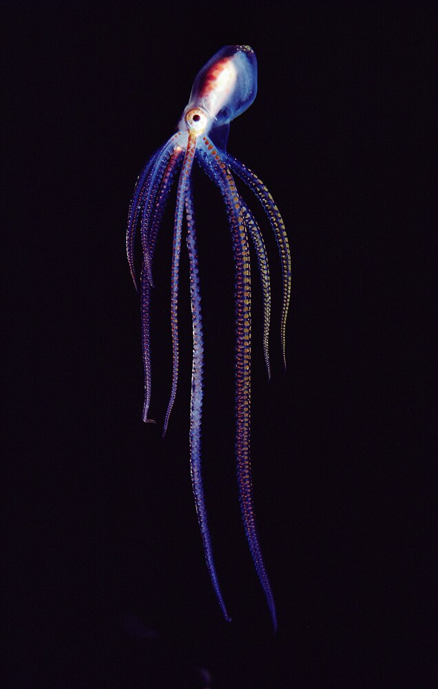 Bioluminescent Octopus