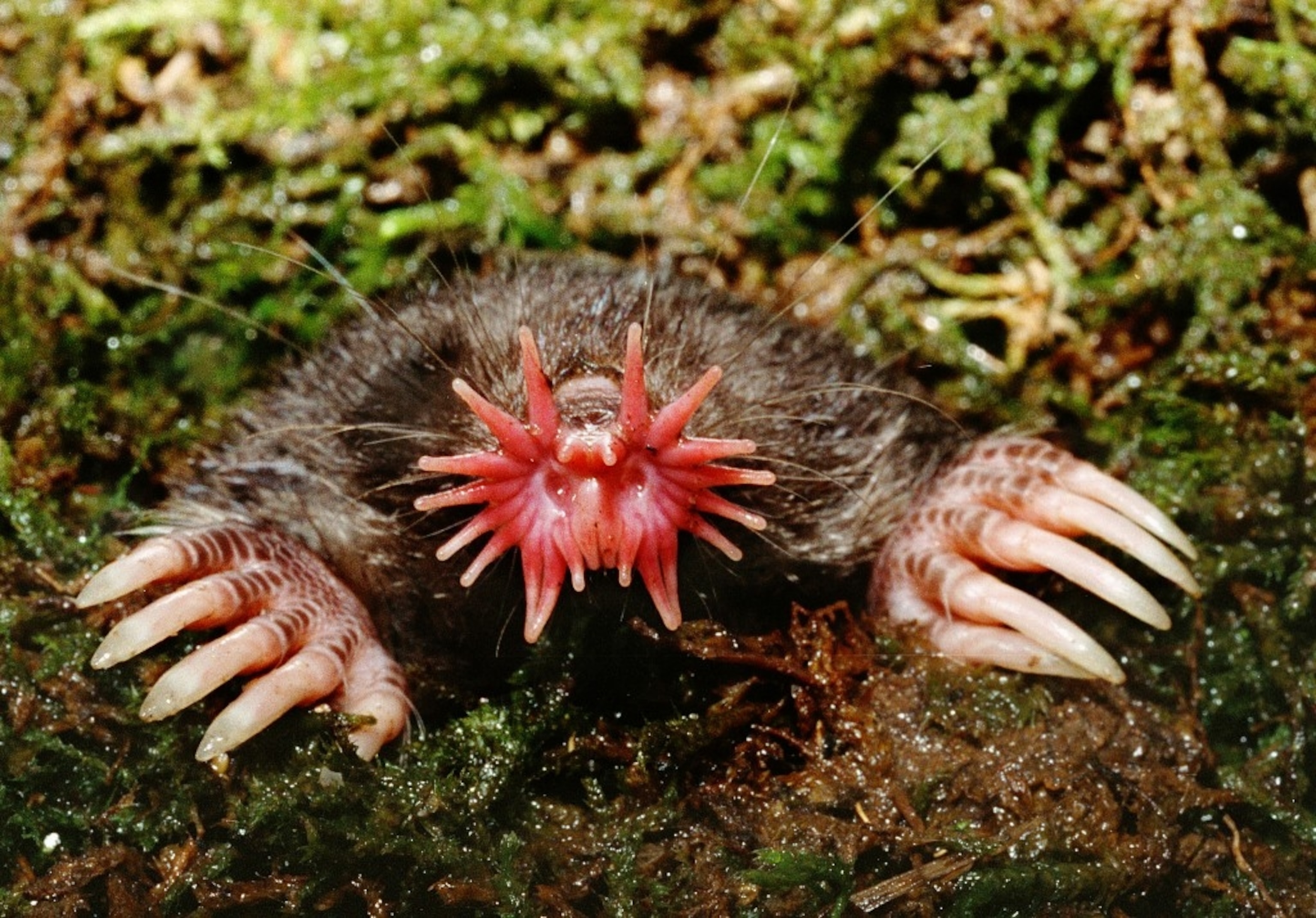 Singing Penis, Hearing Feet Among Nature’s Repurposed Body Parts ...