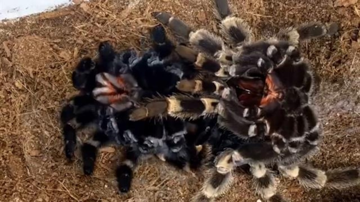 Mexican Red-kneed Tarantula Sheds Skin in Time-Lapse Molting Video ...