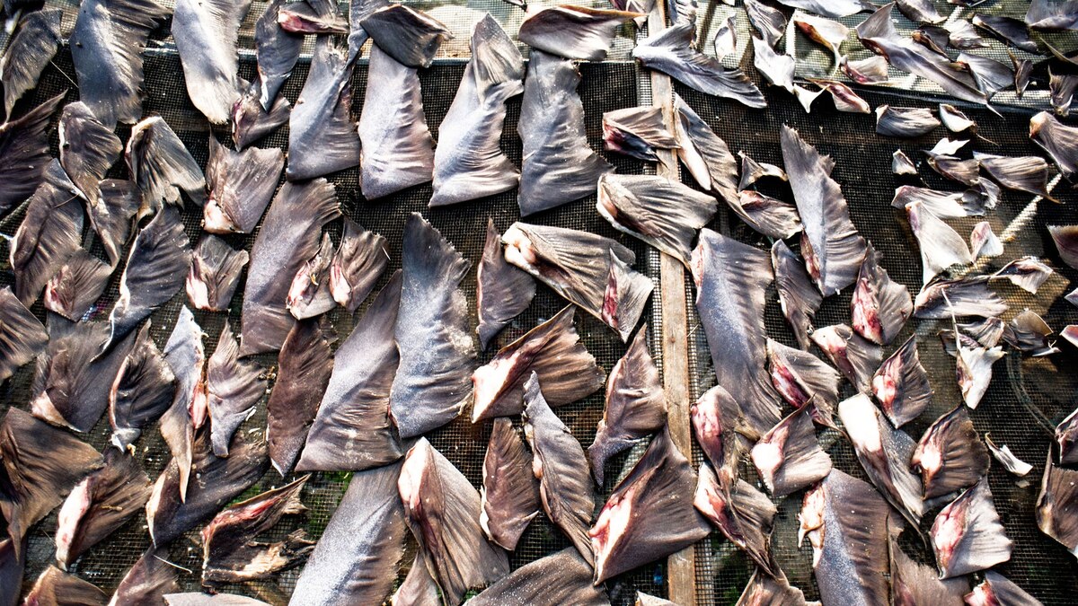 Busted: Fishing Boat Caught With Contraband Shark Fins | National ...