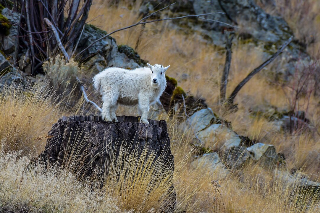 National Geographic Mountain Goat Olympic National Park Targeting