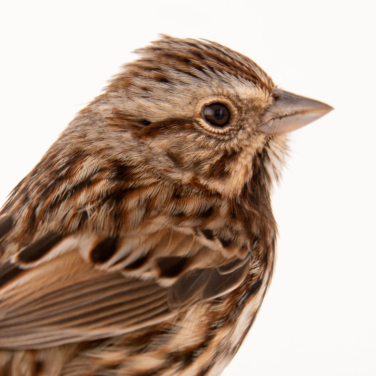 Song Sparrow | National Geographic