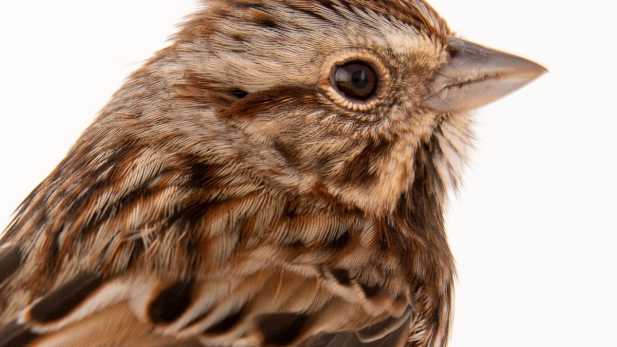 Song Sparrow | National Geographic