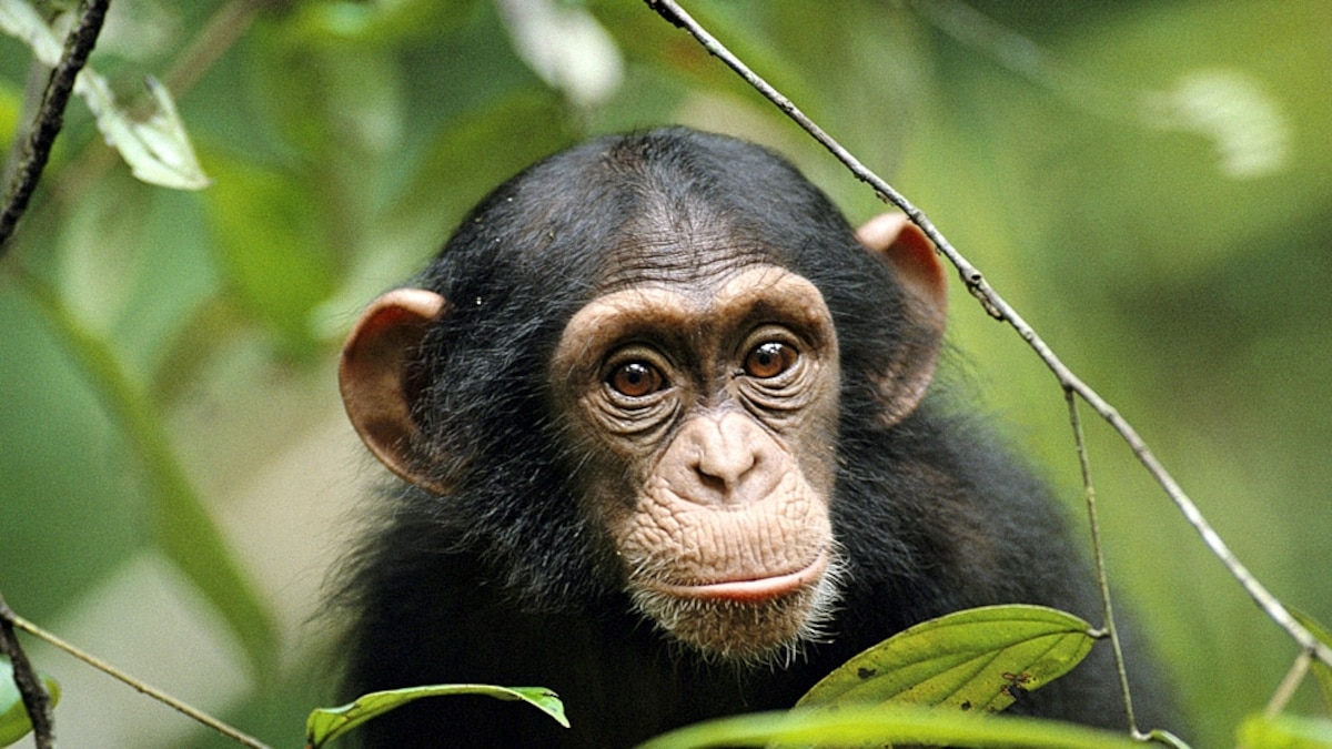 Chimp Pictures - Animal Wallpapers - National Geographic | National ...