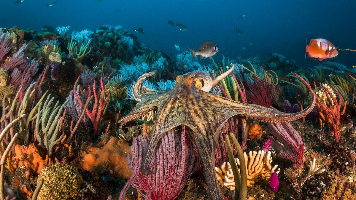 The world wants to eat more octopus. But is octopus farming ethical ...