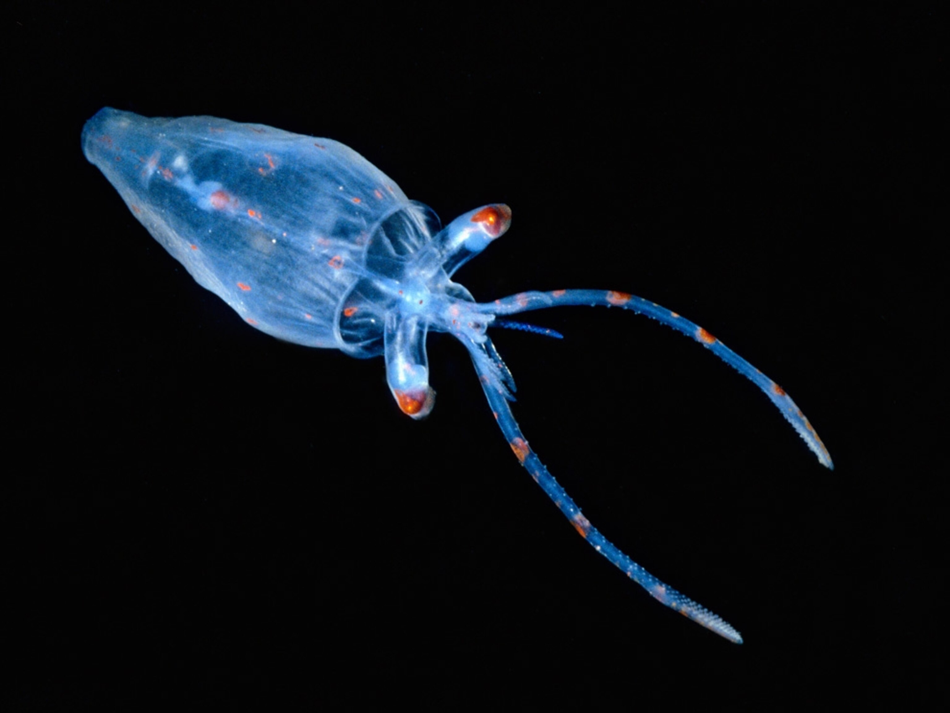Translucent Marine Animals