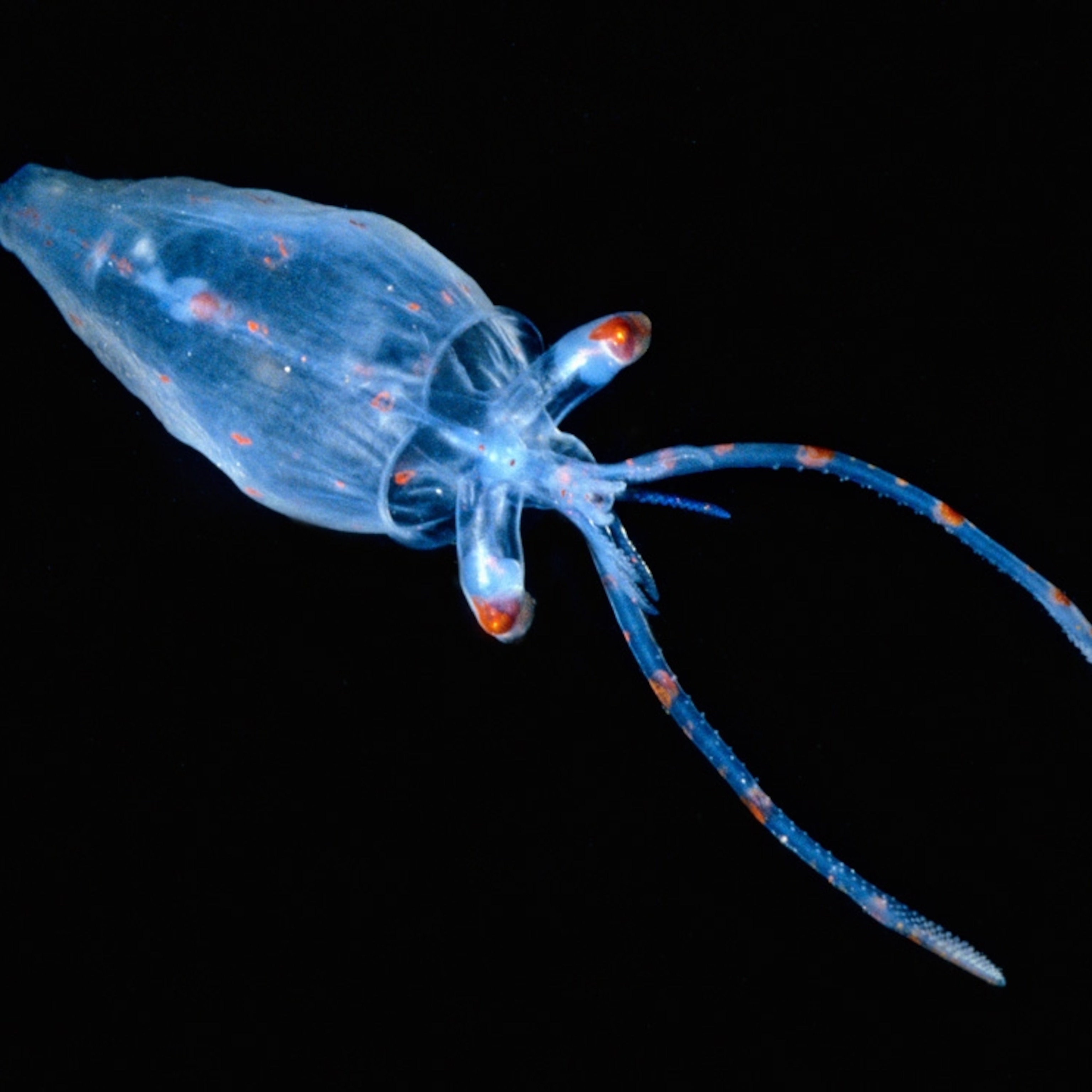 Deep Sea Glass Squid