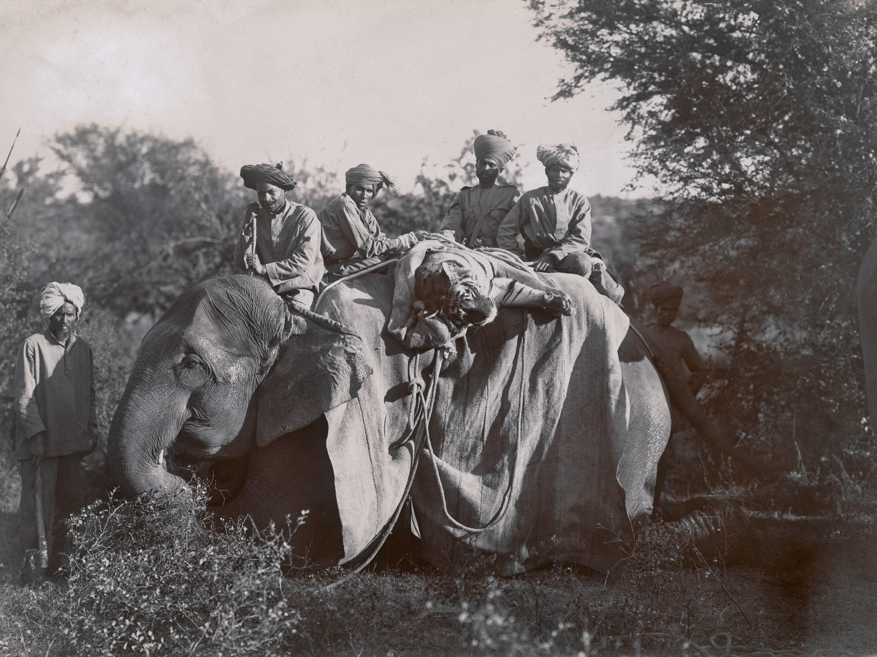 Tiger Hunting in India 1924