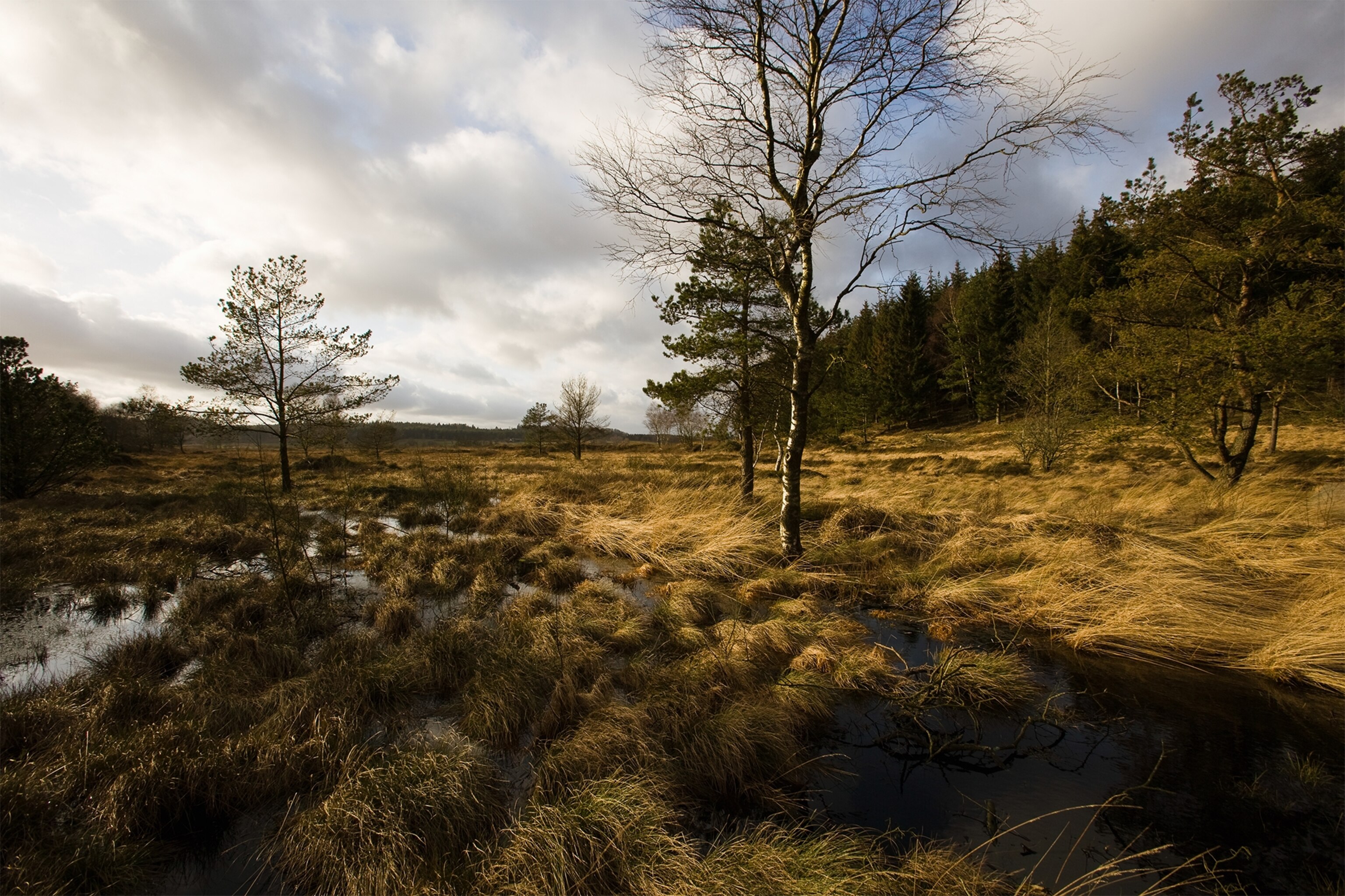 Who Were the Ancient Bog Mummies? Surprising New Clues