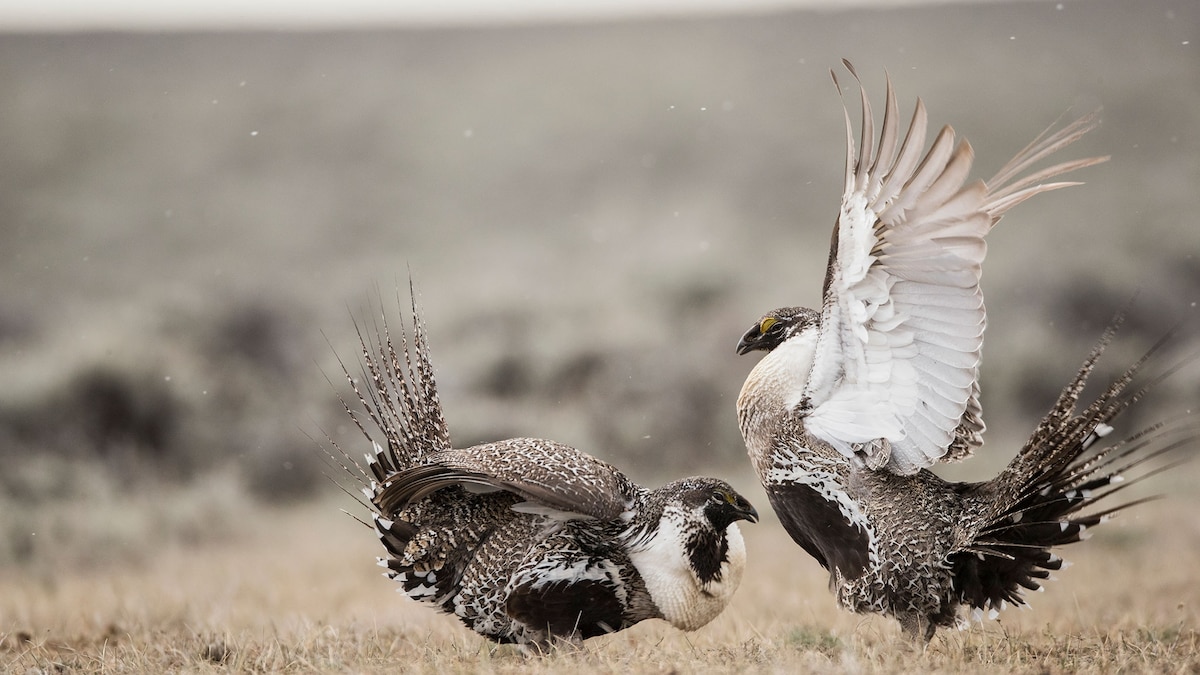 Sage grouse just lost important habitat protections: What it means ...