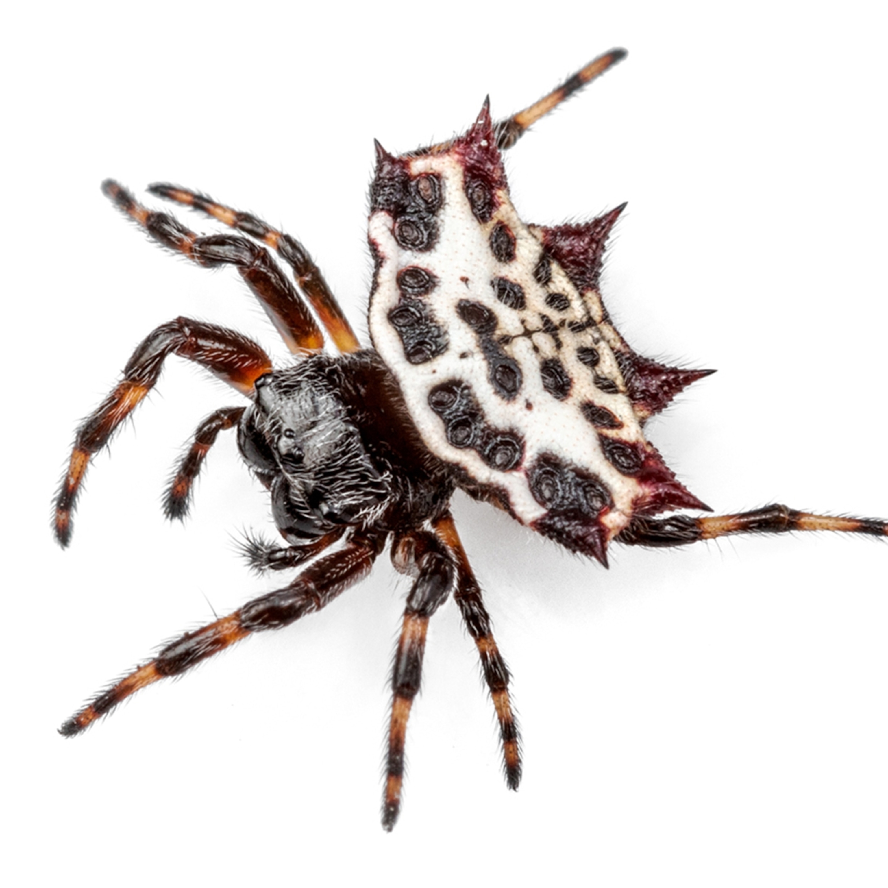 A mesmerizing look at nature's eight-legged wonders