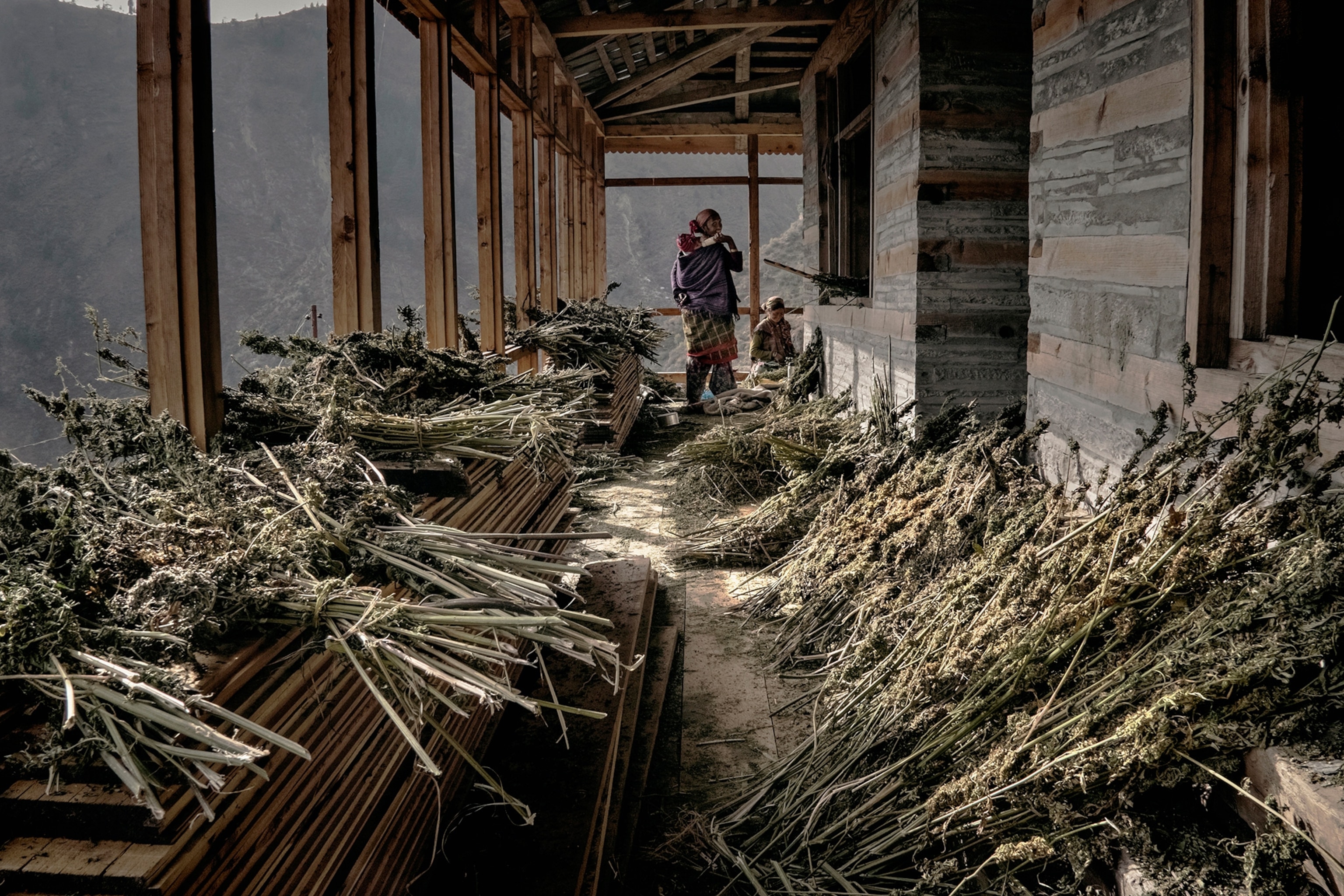 See Inside the Himalayan Villages That Grow Cannabis