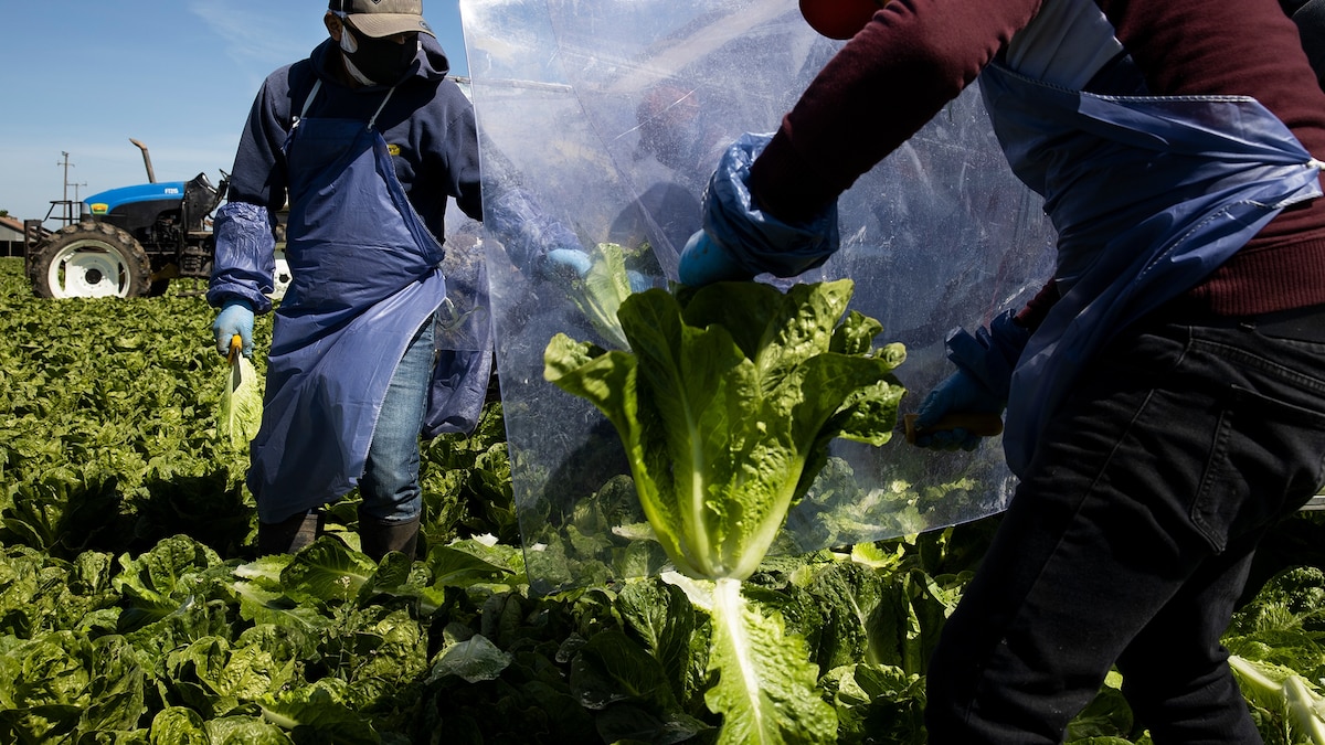 These 5 foods show how coronavirus has disrupted supply chains ...