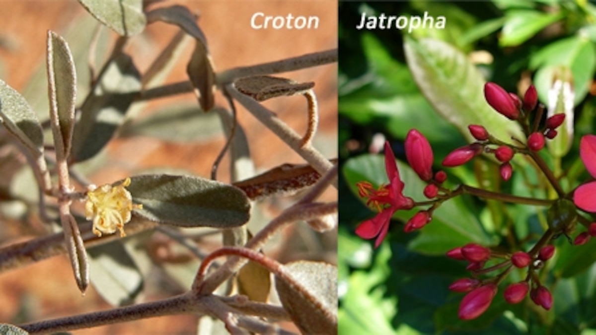 Evolutionary trees of traditional medicine plants provide hints for ...