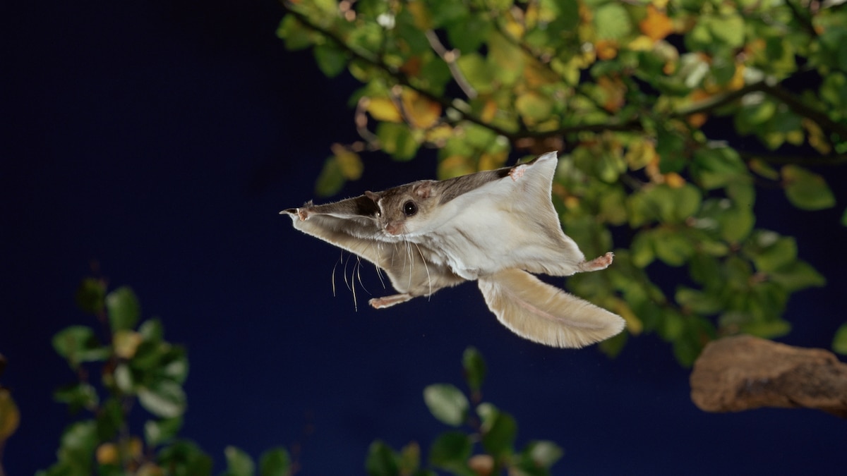 Florida’s flying squirrels—smuggled abroad in the thousands