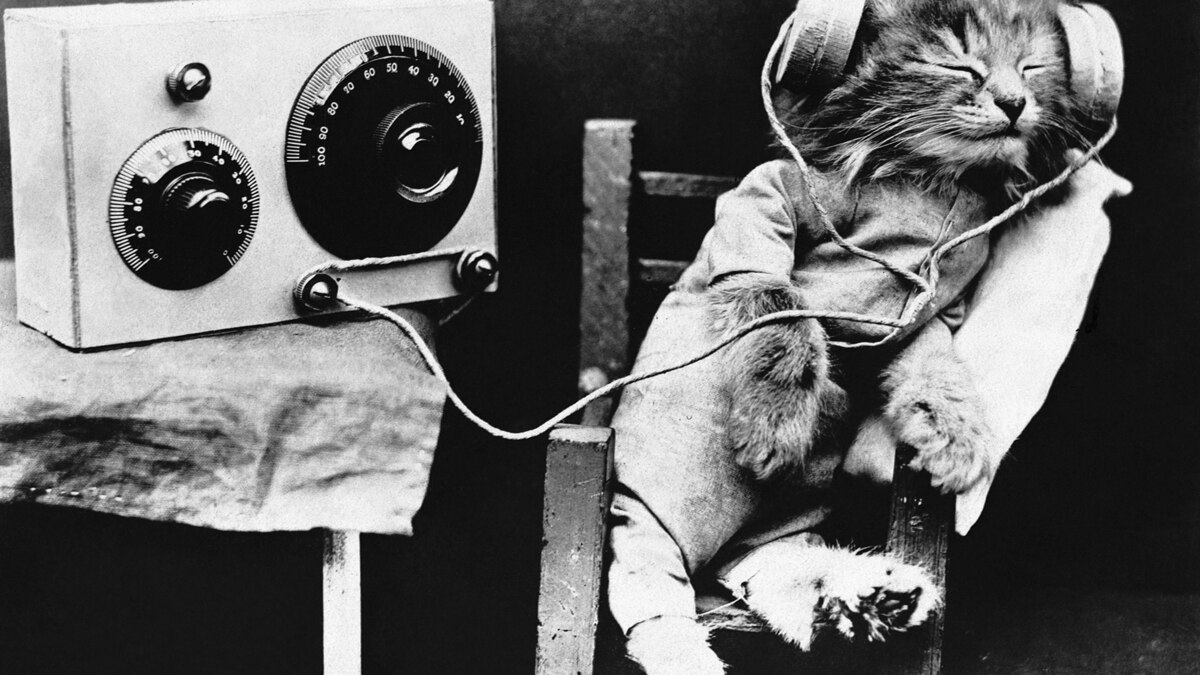 Listen: Why Scientists Have Created Music Just for Cats | National ...
