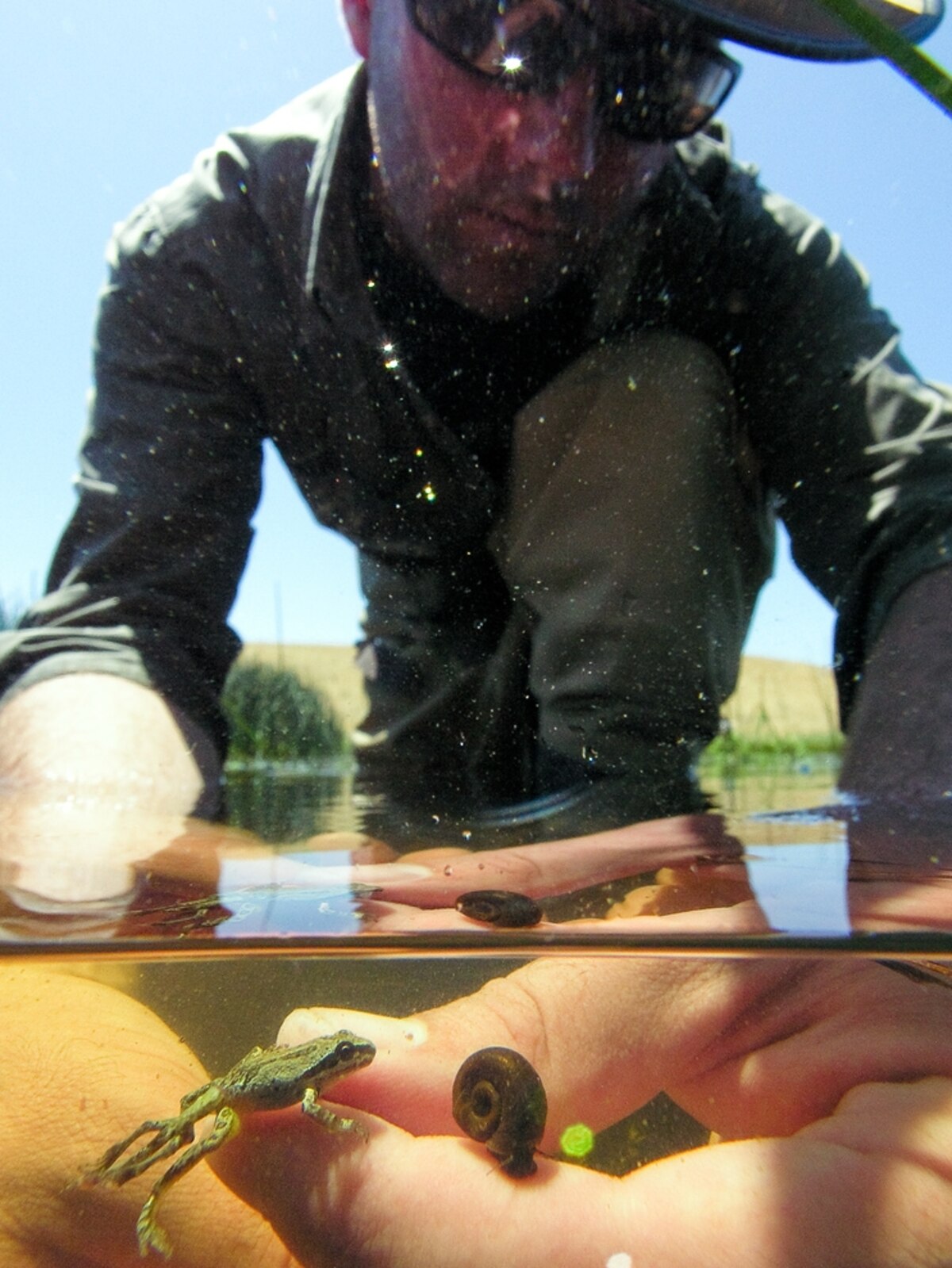 Pictures: U.S. Frogs Deformed by Parasite Infections