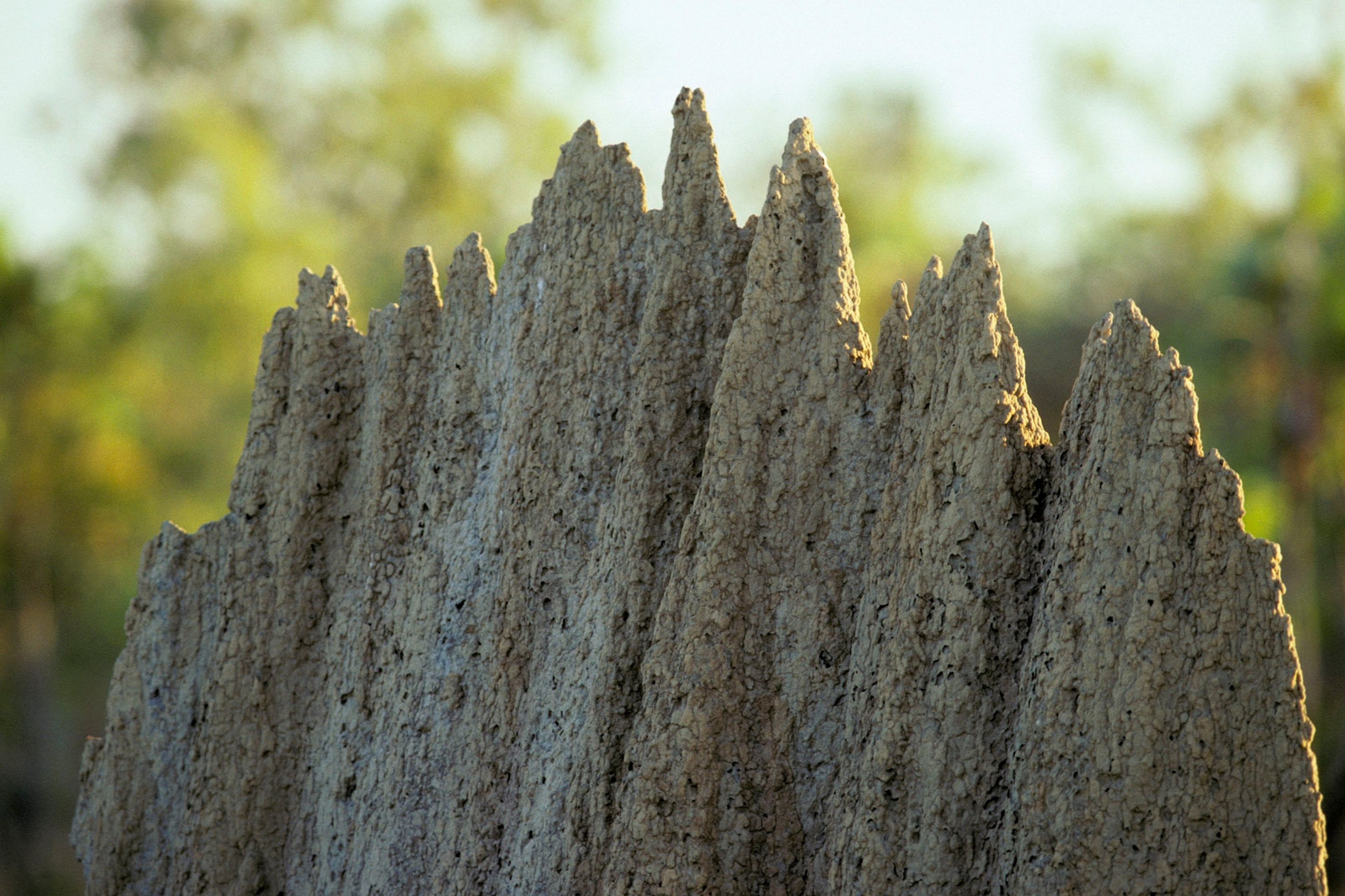 Coral Reefs and Other Structures Built by Surprising Creatures