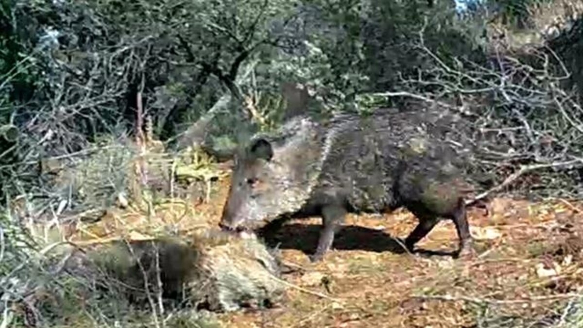 First-Ever Video May Show Pig-Like Animals Mourning Their Dead