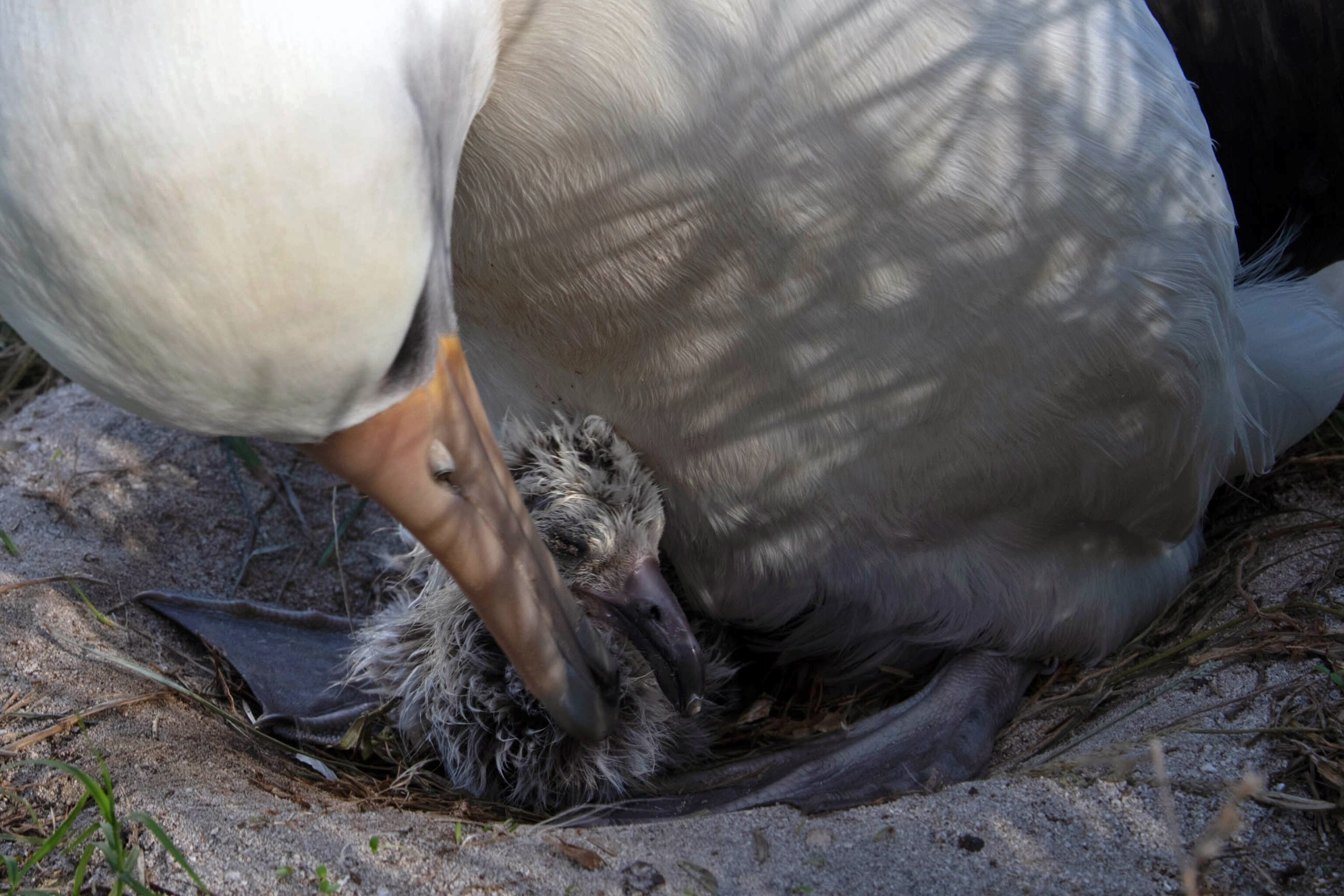 The world’s oldest known wild bird just turned 70—why she’s so special