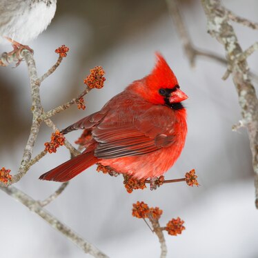 Cardinal | National Geographic