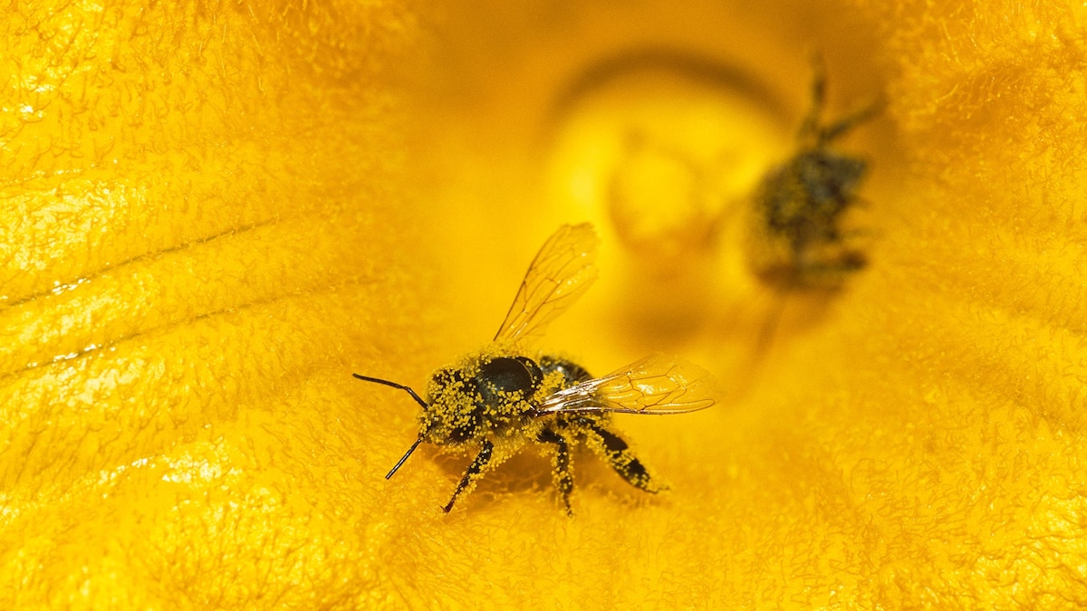 Climate Change Is Making Your Allergies Even Worse | National Geographic