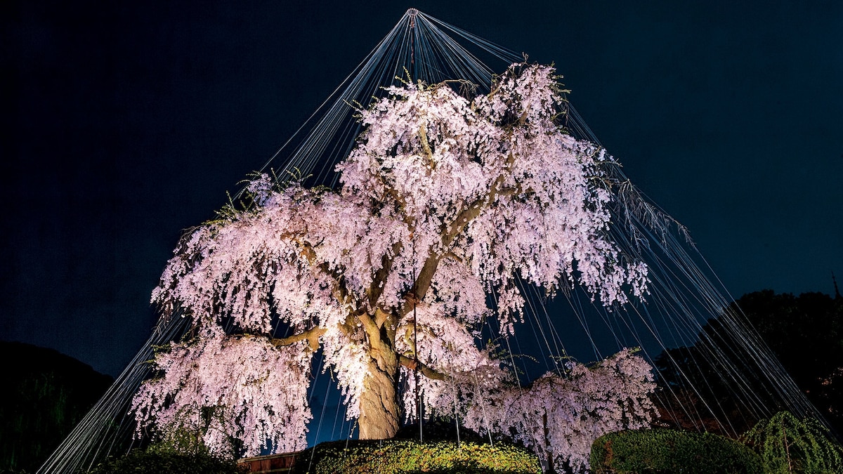 How to Photograph a Tree | National Geographic