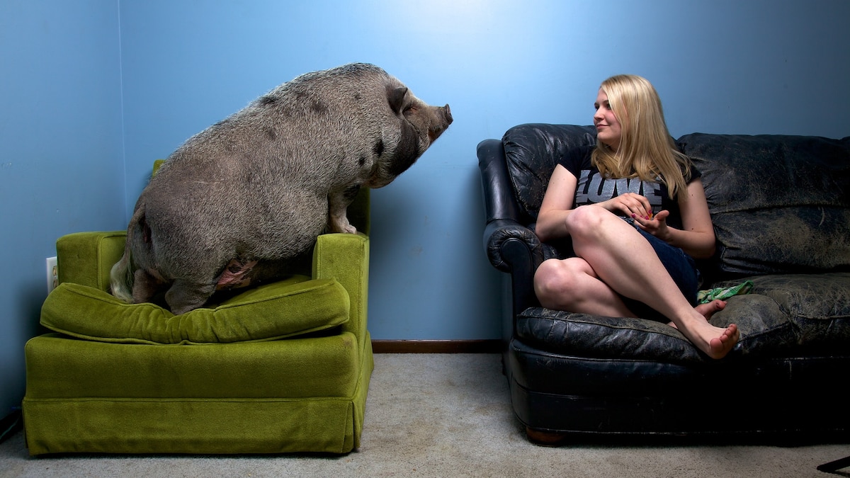 The Big Problem With Mini-Pigs | National Geographic