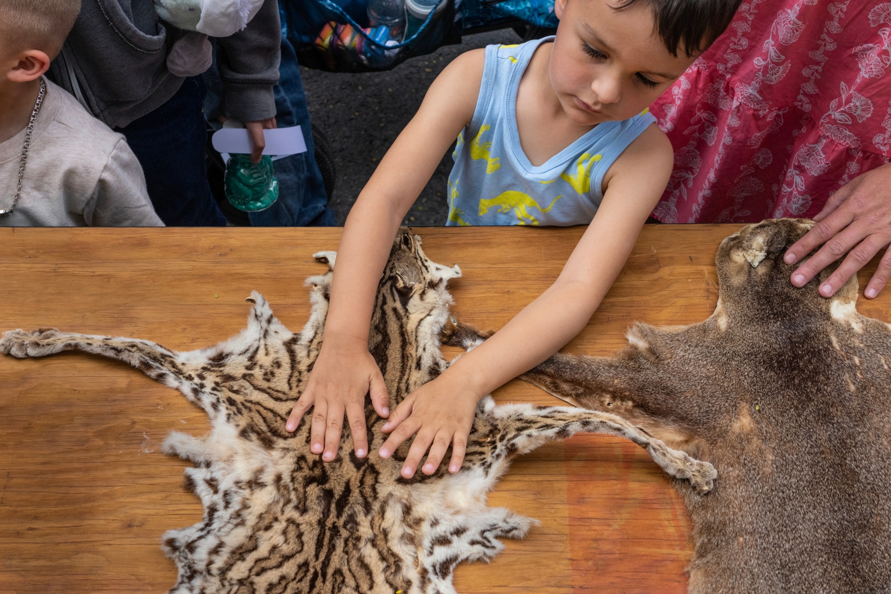 Ocelots once roamed the U.S. Can we bring them back?