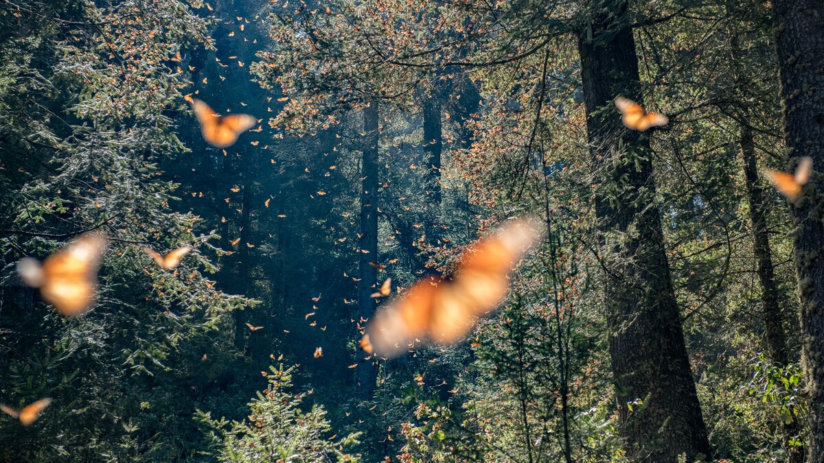 Monarch butterflies may be doing better than thought, controversial ...