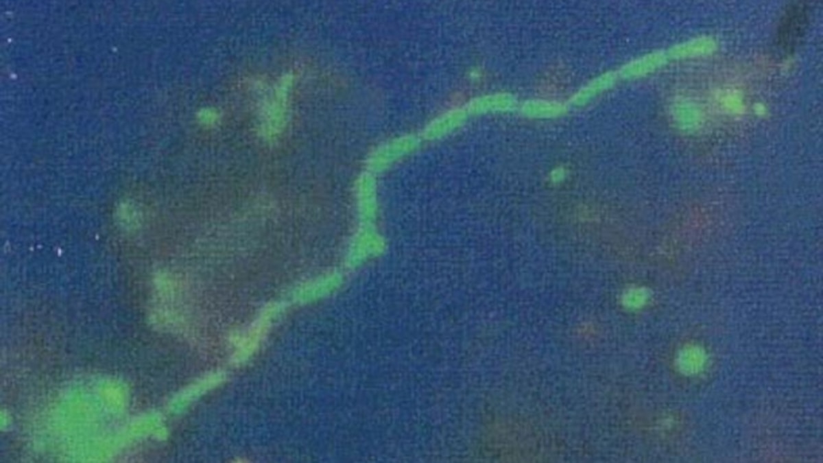 Deep-sea bacteria redefine life in the slow lane | National Geographic