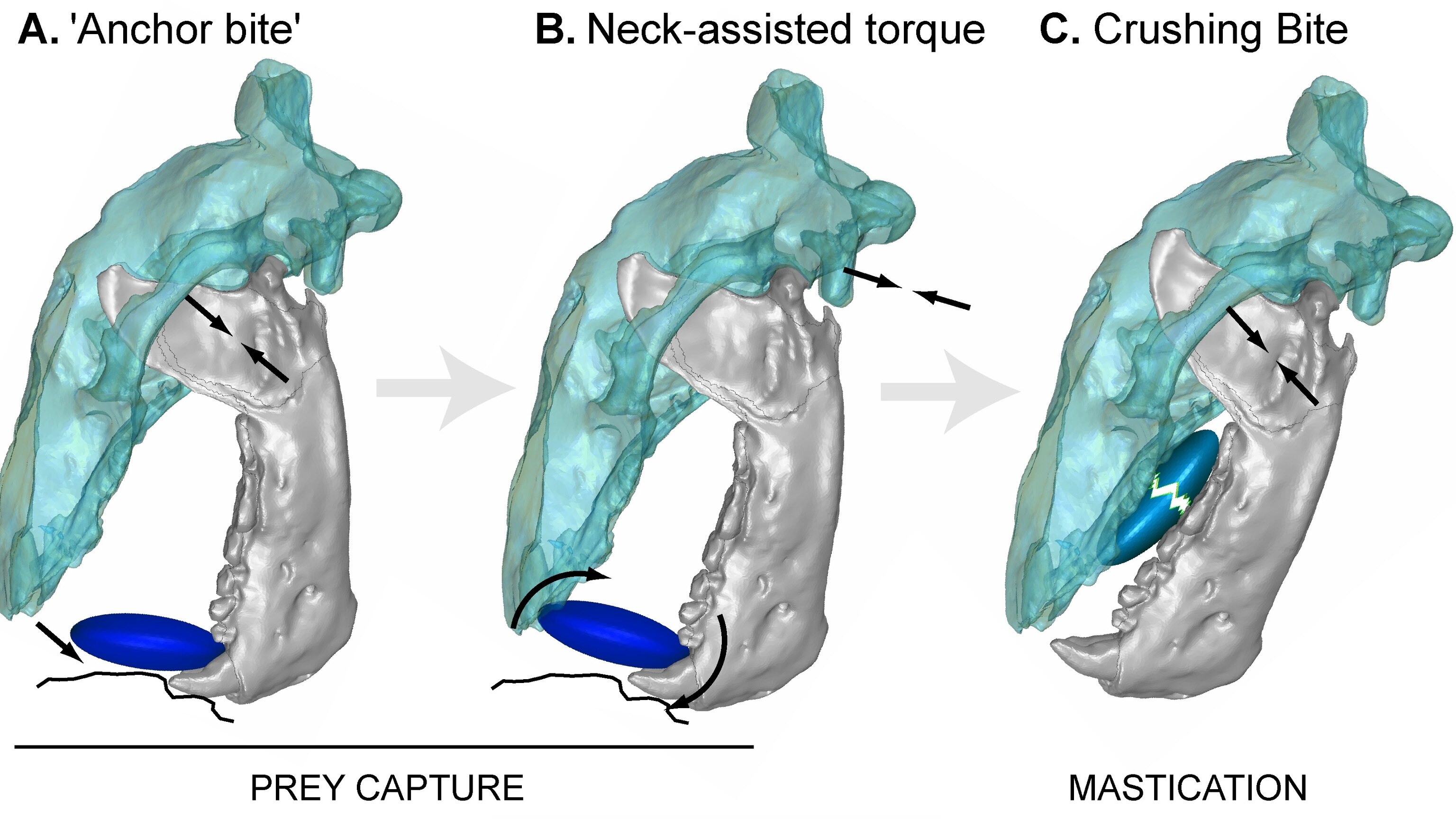 Prehistoric Animal Bit Like a Sabercat, Crunched Like a Bear