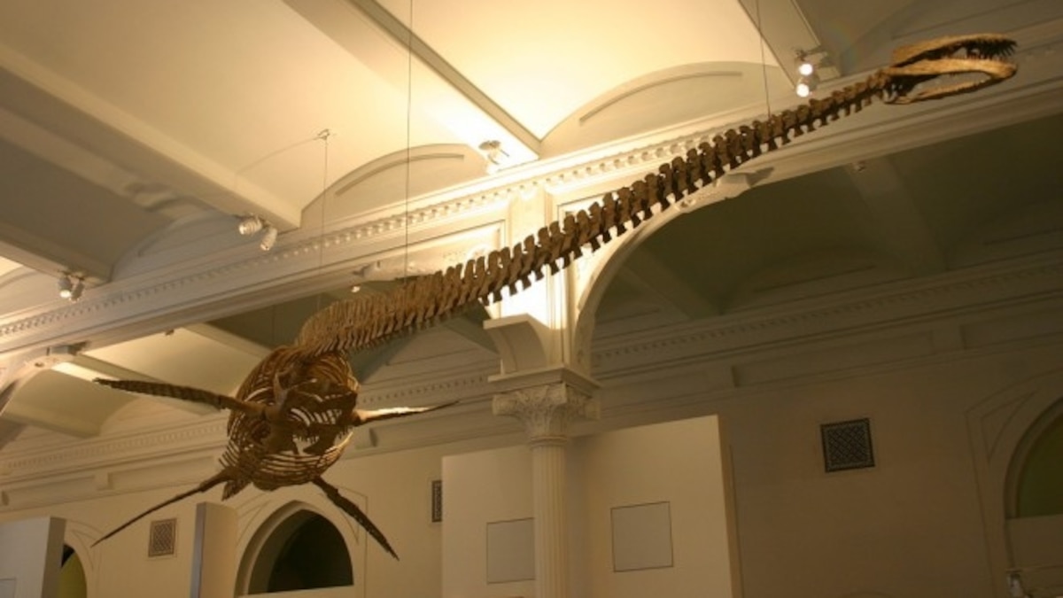 Plesiosaurs, the Beautiful Bottom-Feeders | National Geographic