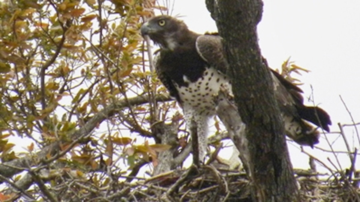 Neck-breaking, disembowelling, constricting and fishing – the violent ...