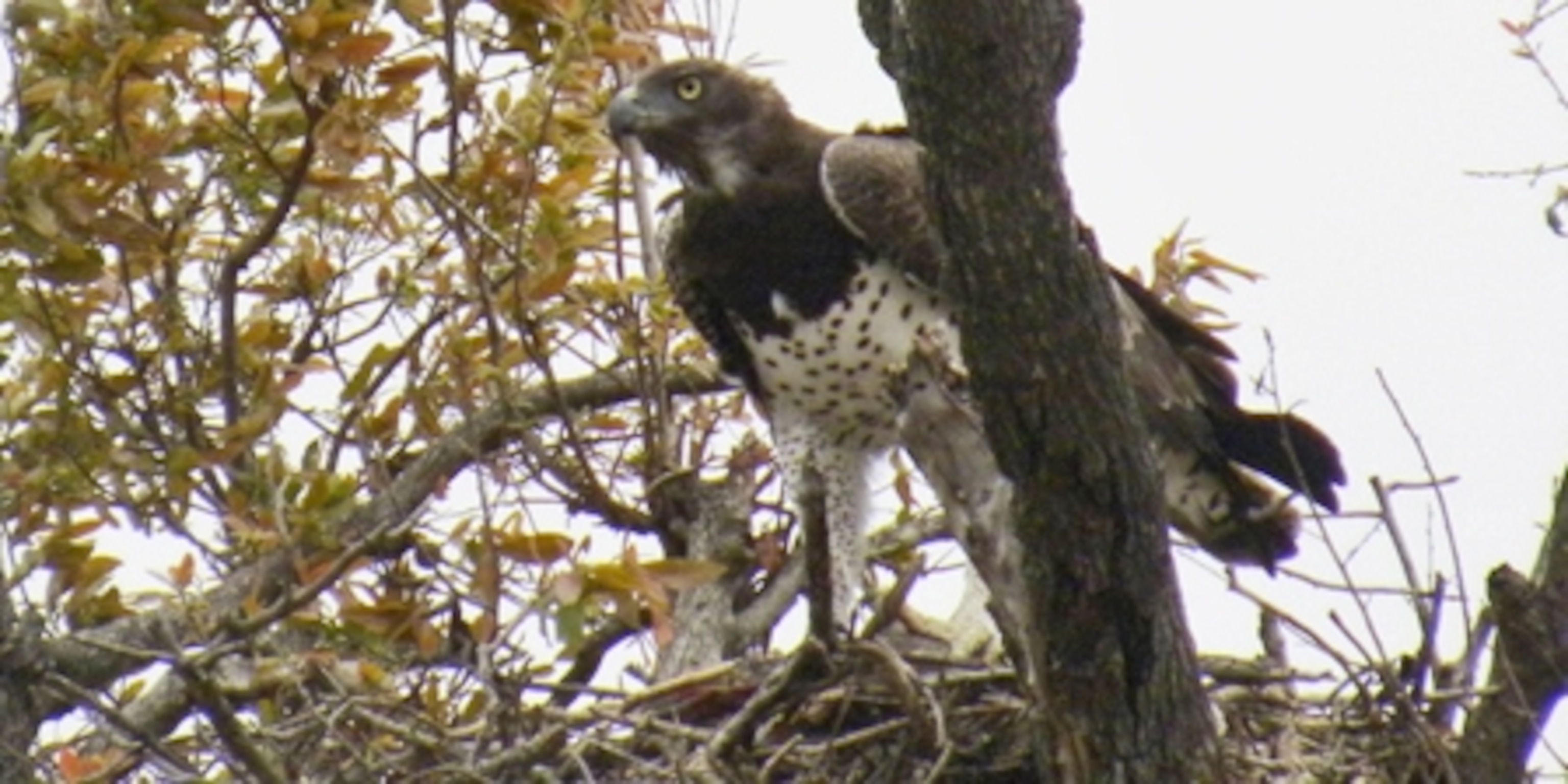 Neck-breaking, disembowelling, constricting and fishing – the violent ...