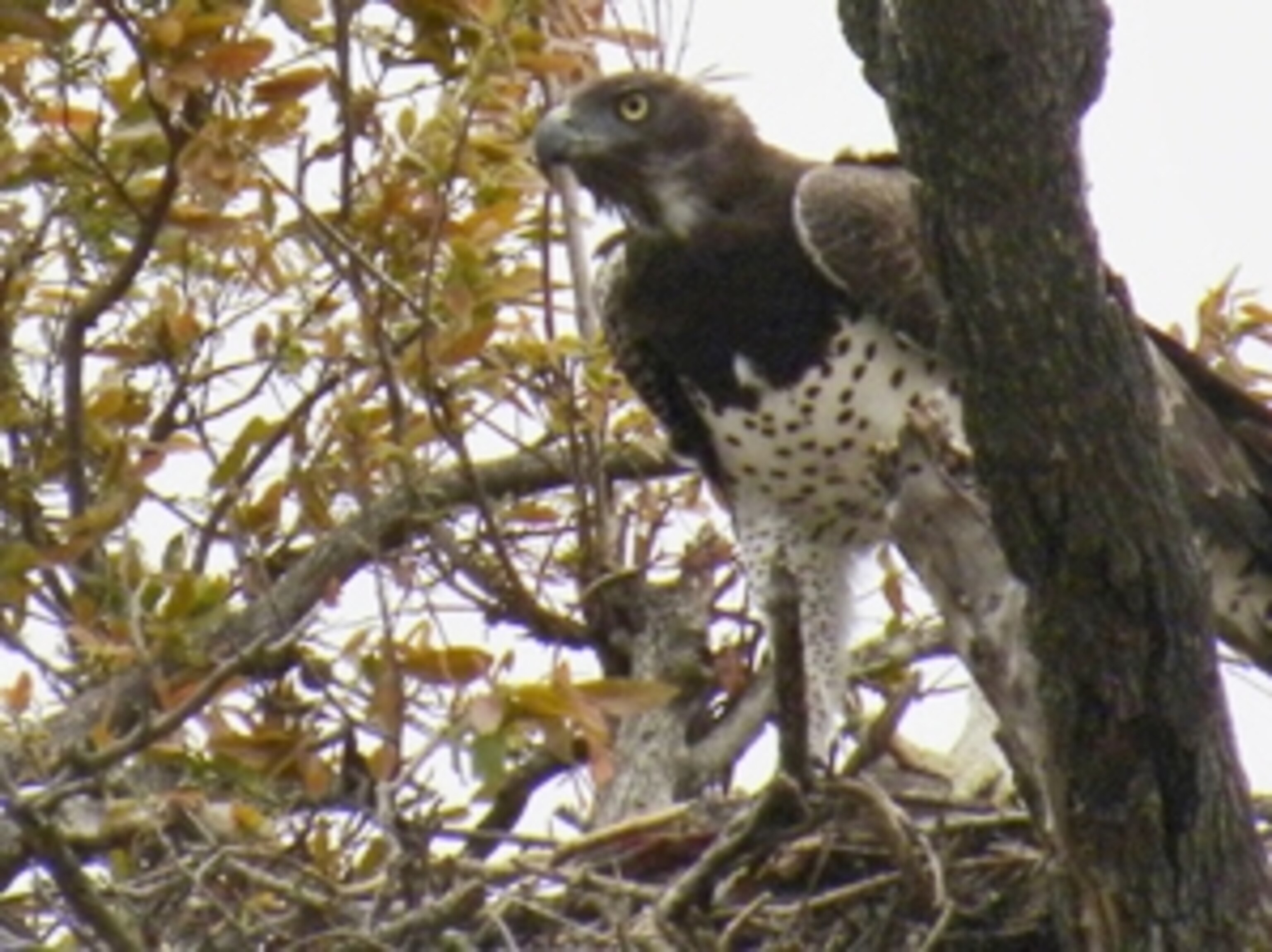 Cheetah Mixed With Eagle