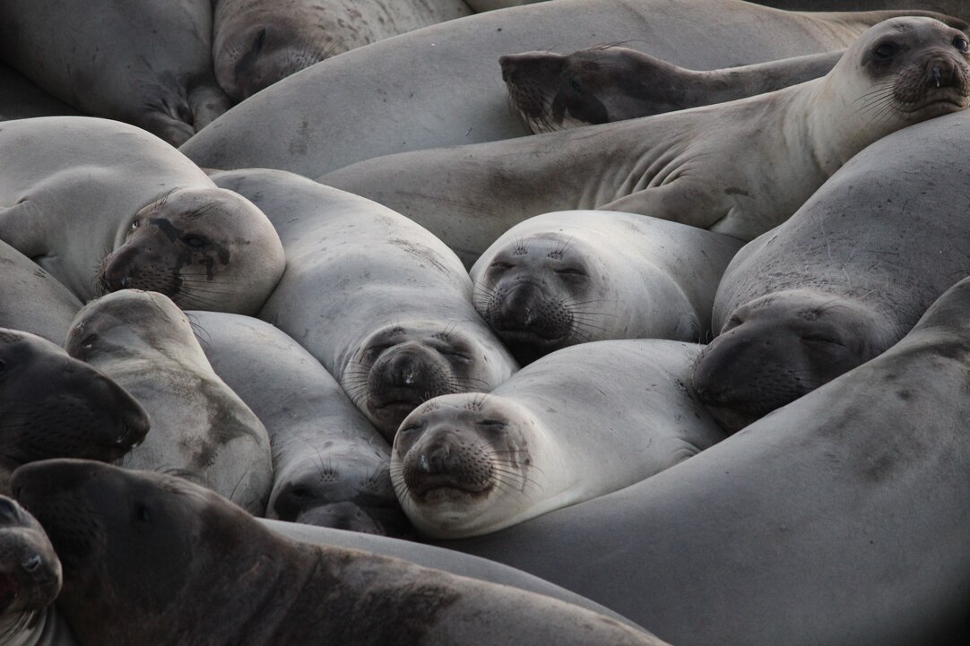 Group Of Seals