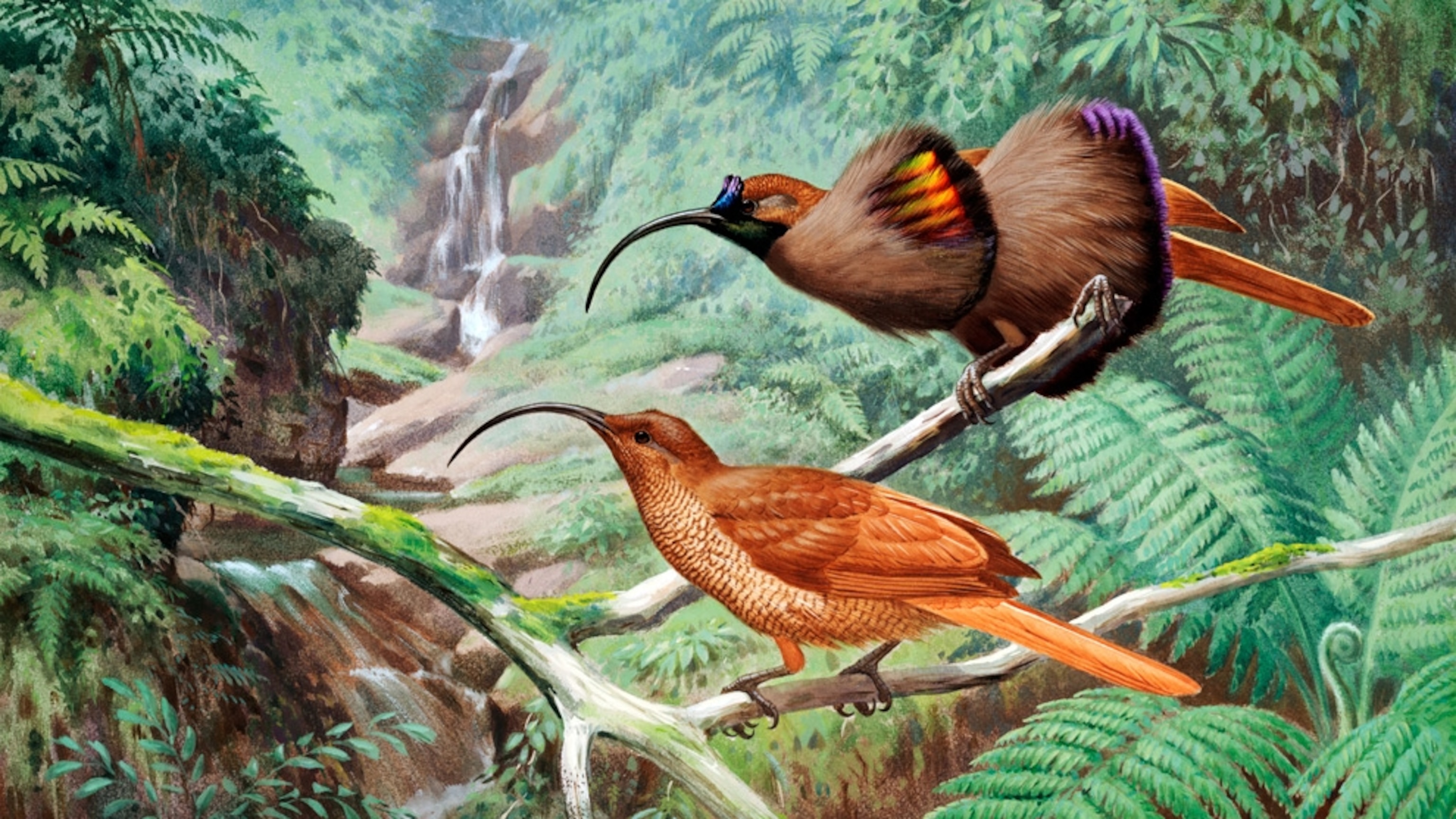 Bird Illustrations by Walter Weber -- National Geographic