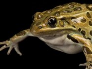 The Northern Leopard Frog Home Design Ideas